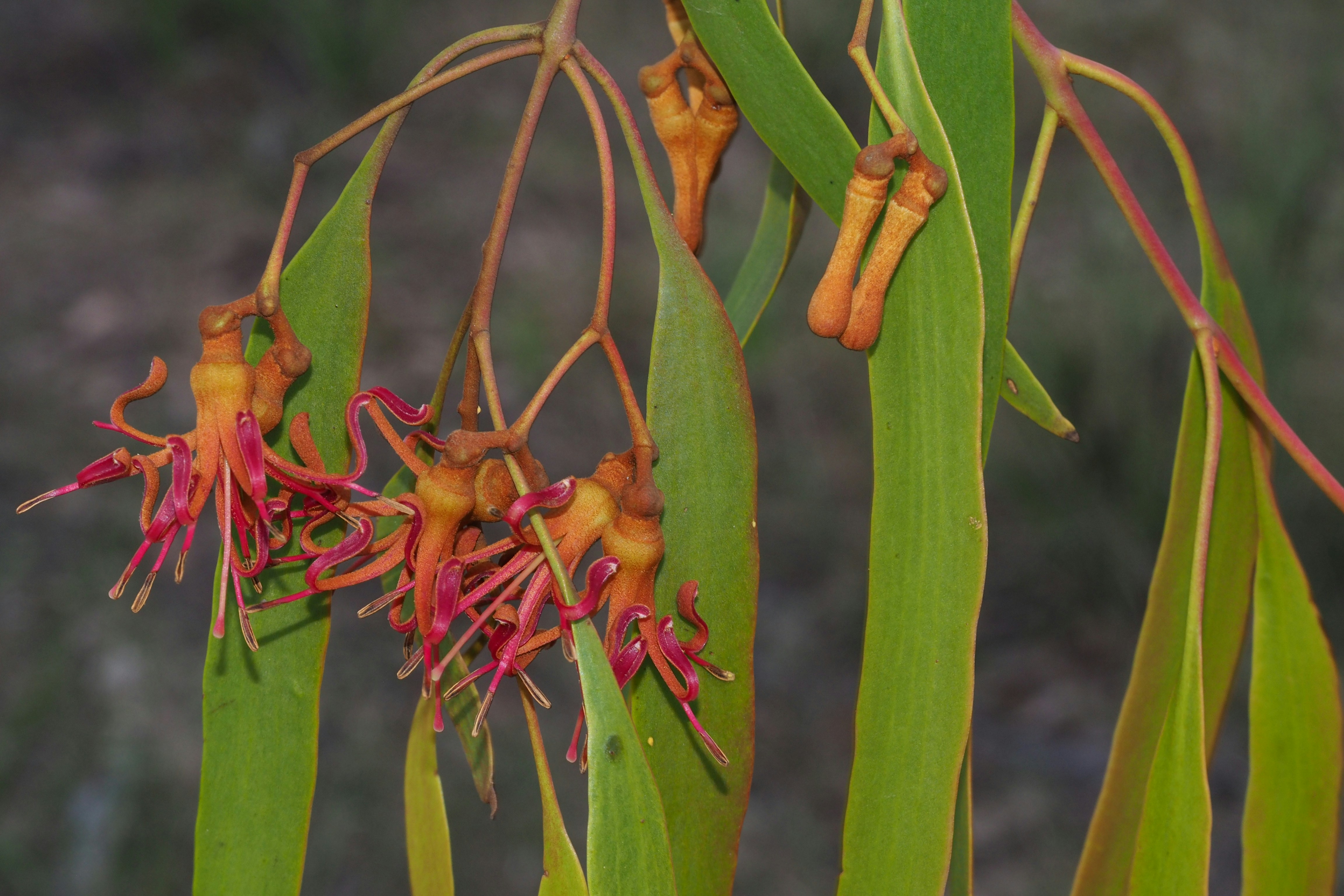 A close up of a flower on a plant photo – Free Barakula state forest ...