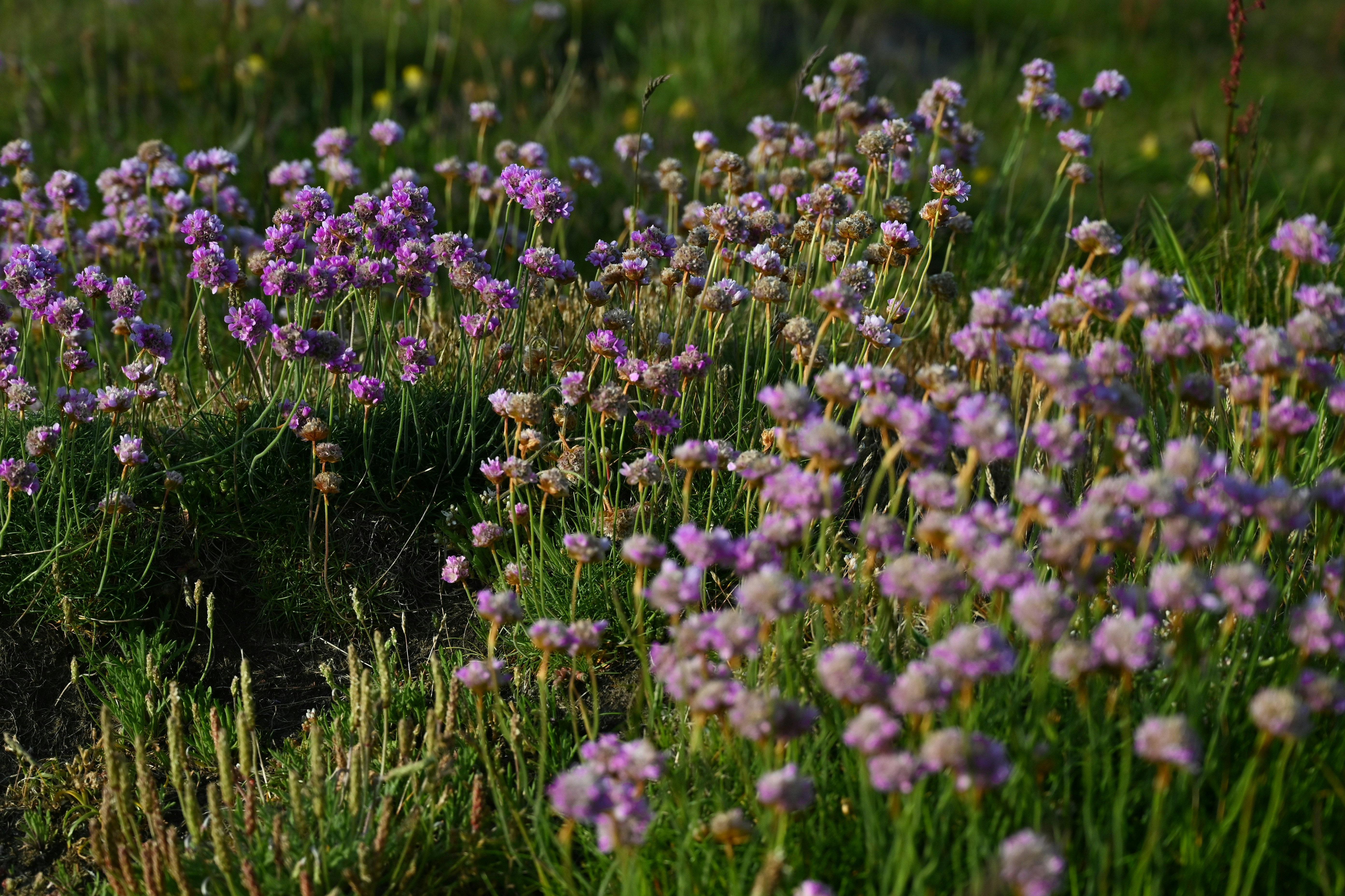 Purple Pom-Pom Field in Sunlit Meadow