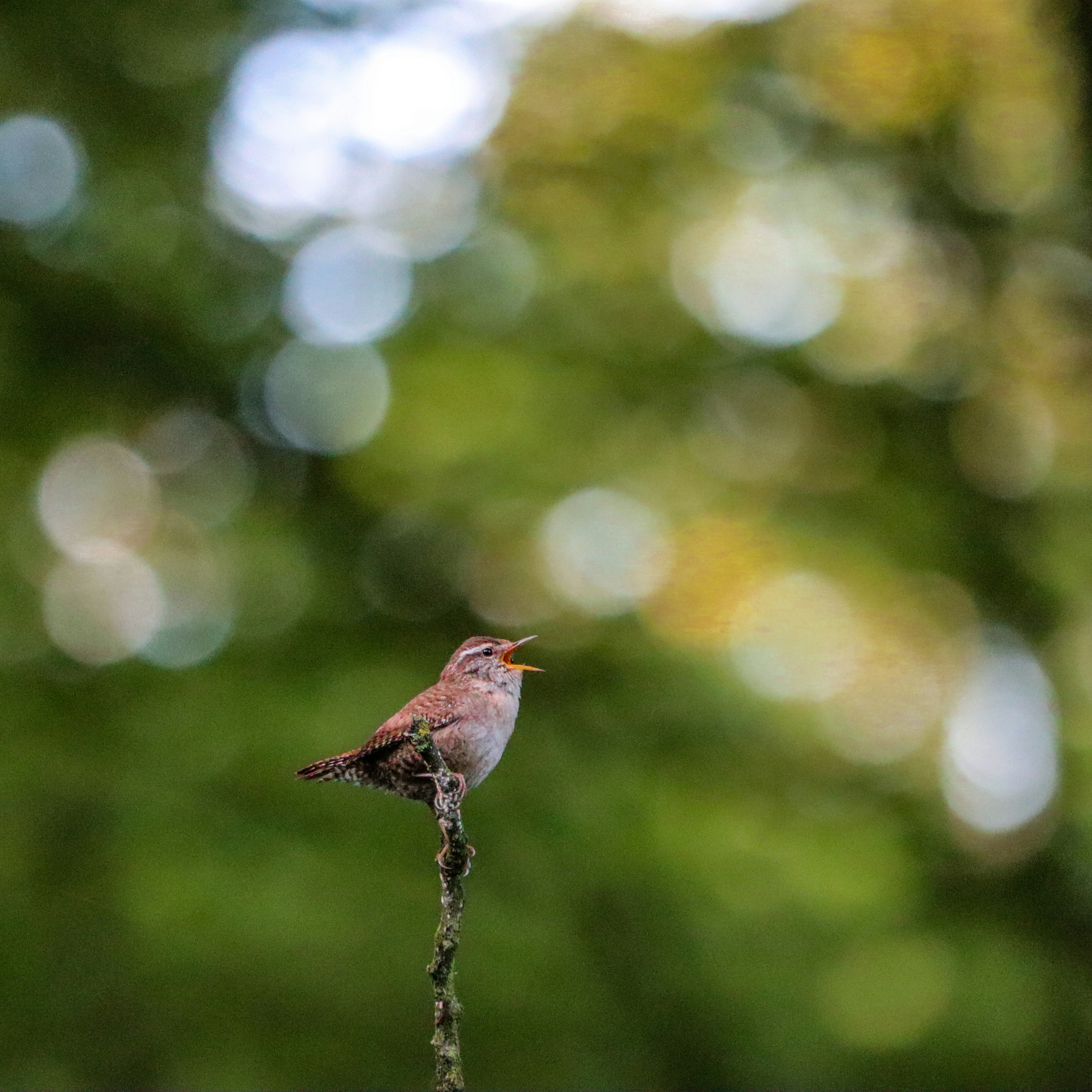 Red-breasted songbird on a mossy twig, framed by emerald bokeh