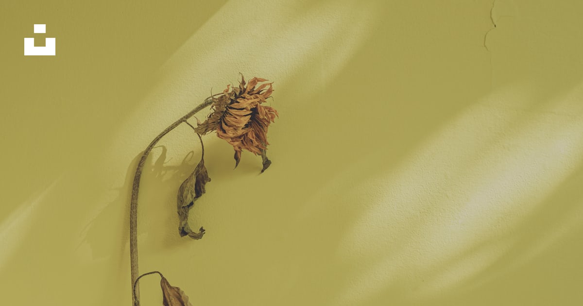 A Dead Flower On The Side Of A Yellow Wall Photo Free Lelystad Image