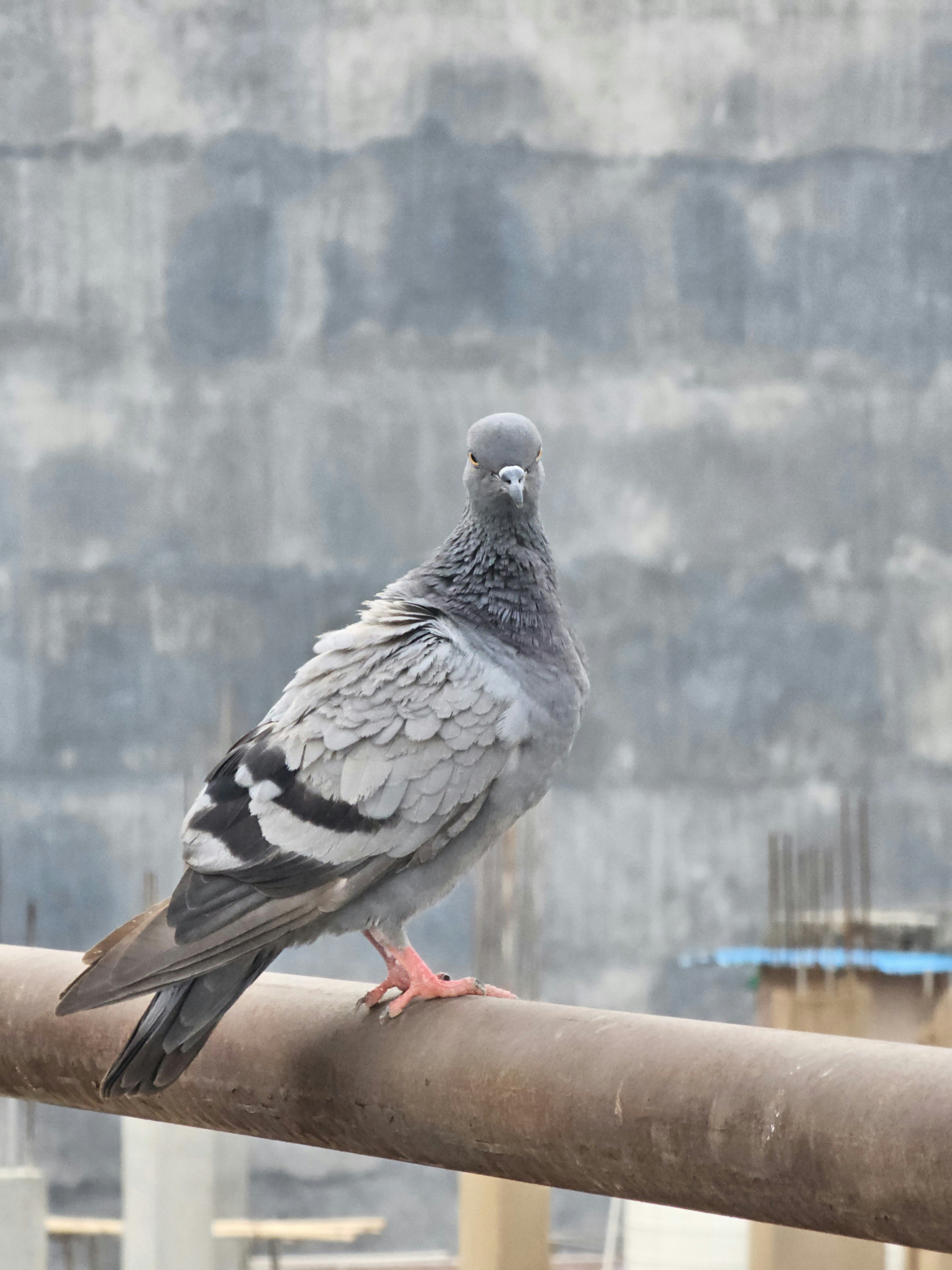 Urban Vigil: Pigeon Perched on a Weathered Pipe Against a Concrete Backdrop