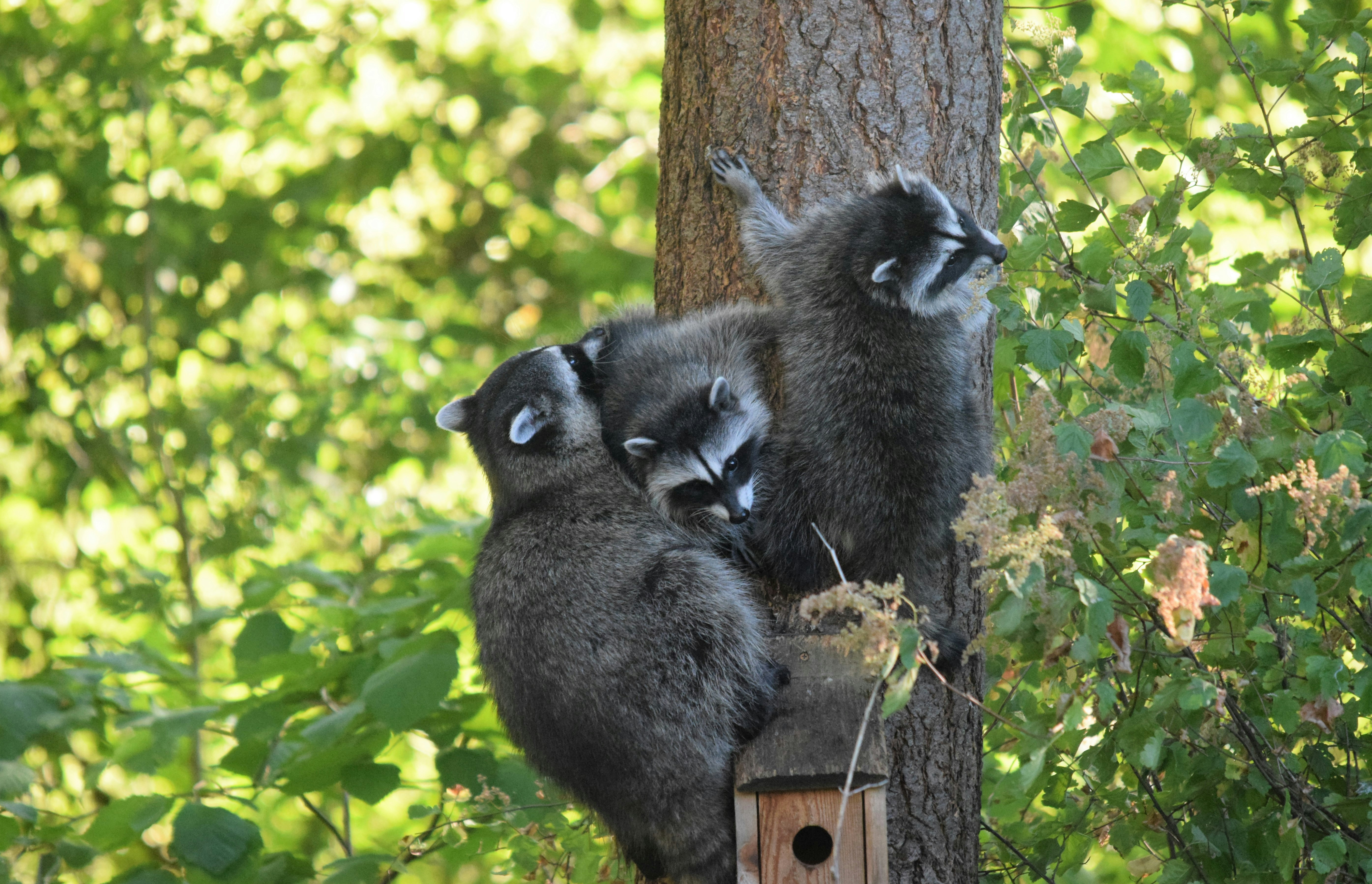 Twin raccoons cling to a sunlit tree trunk beside a rustic birdhouse