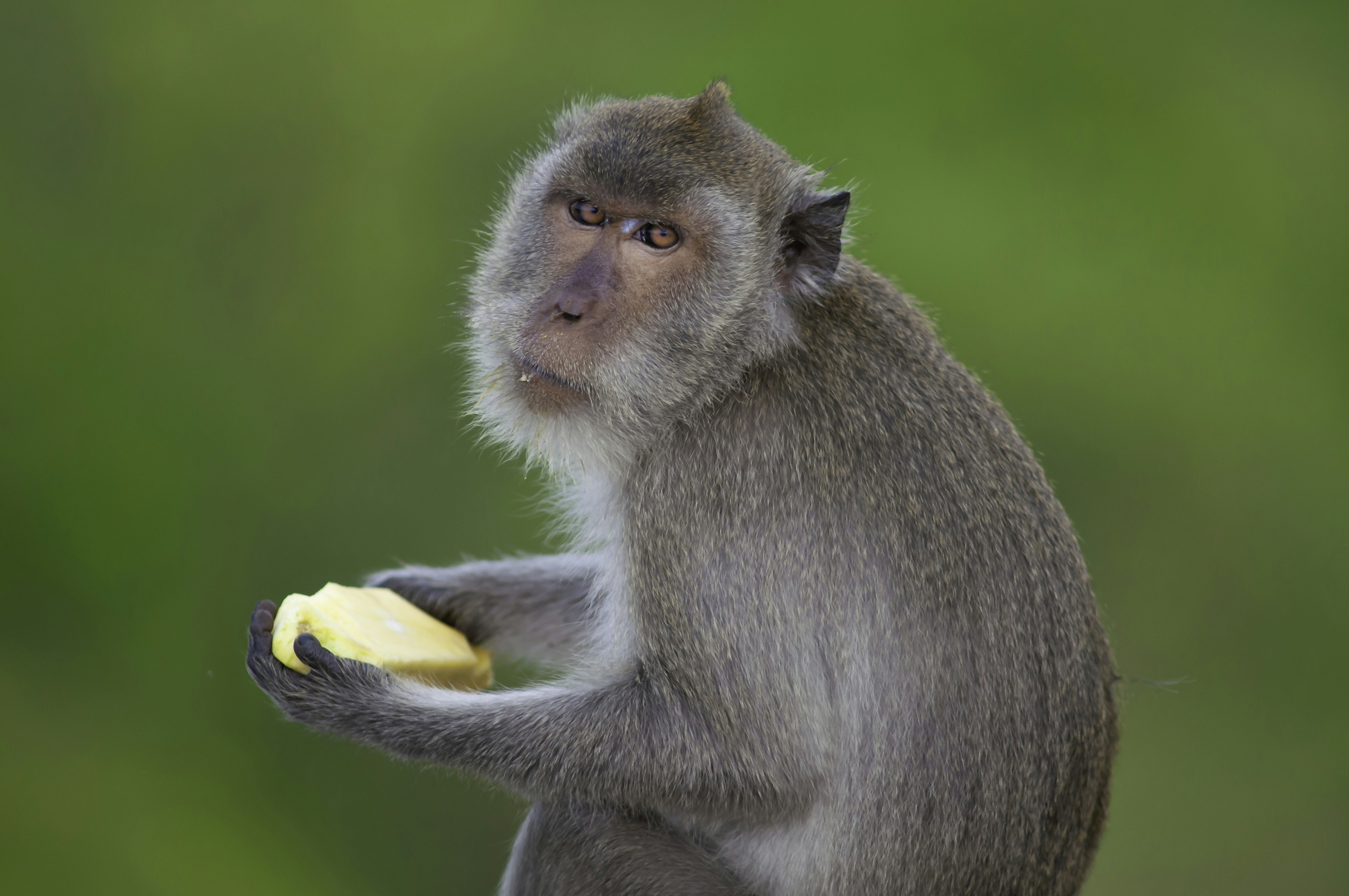 Edge of Curiosity: Macaque with Banana Against Velvet Green Backdrop