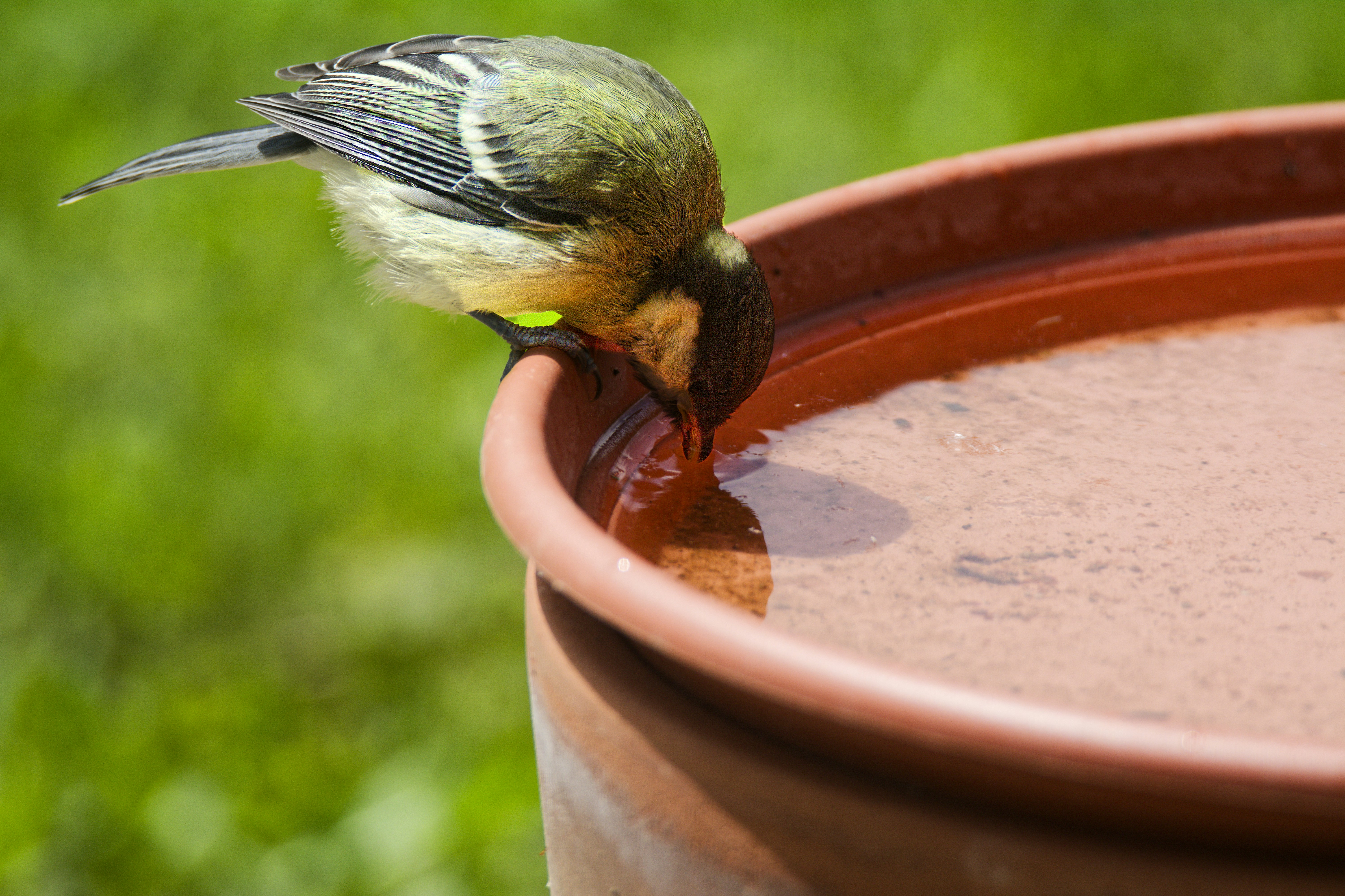 Nature's Thirst Quencher: A Bird's Moment of Reflection