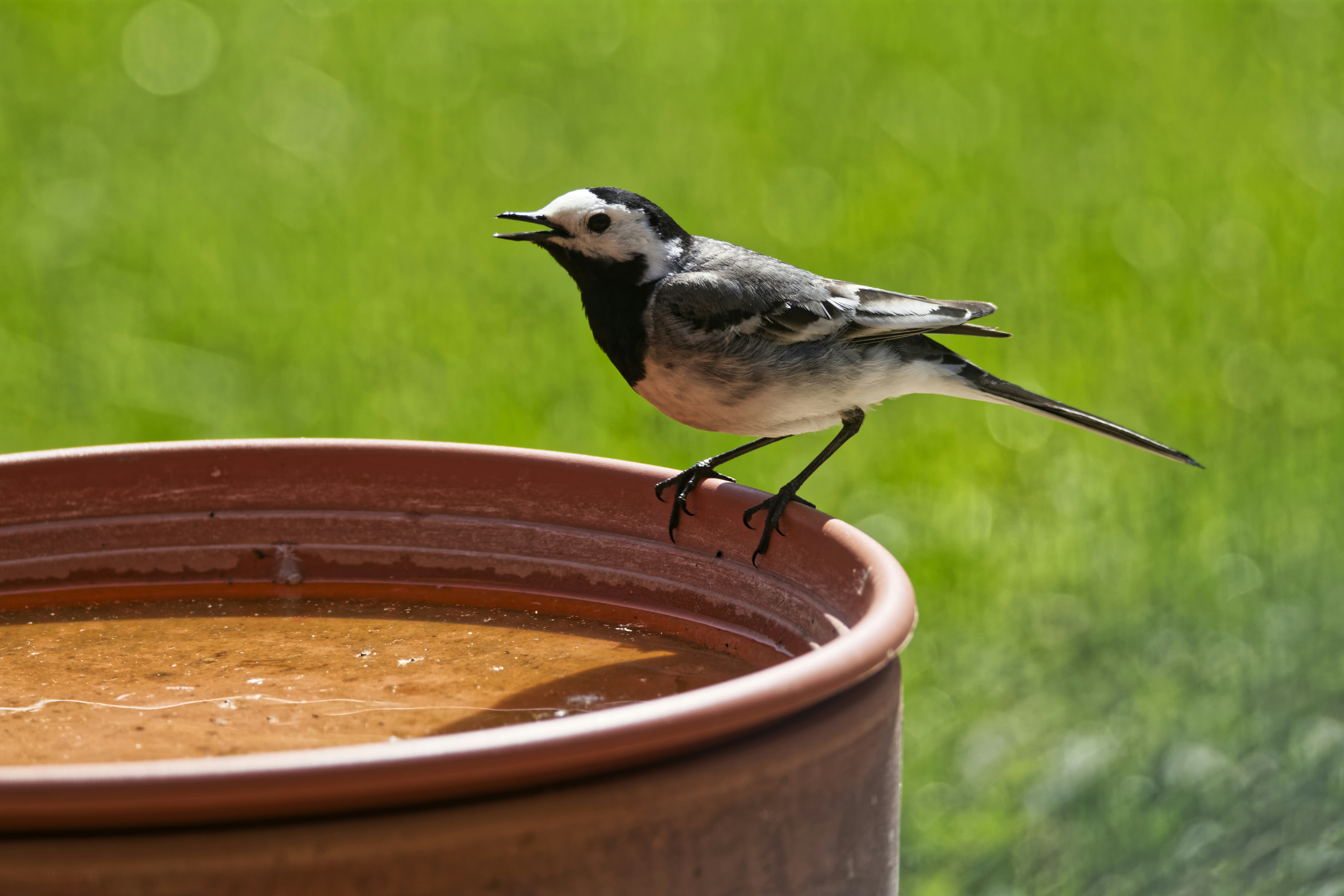 Photo by John Apps with Nikon D7100