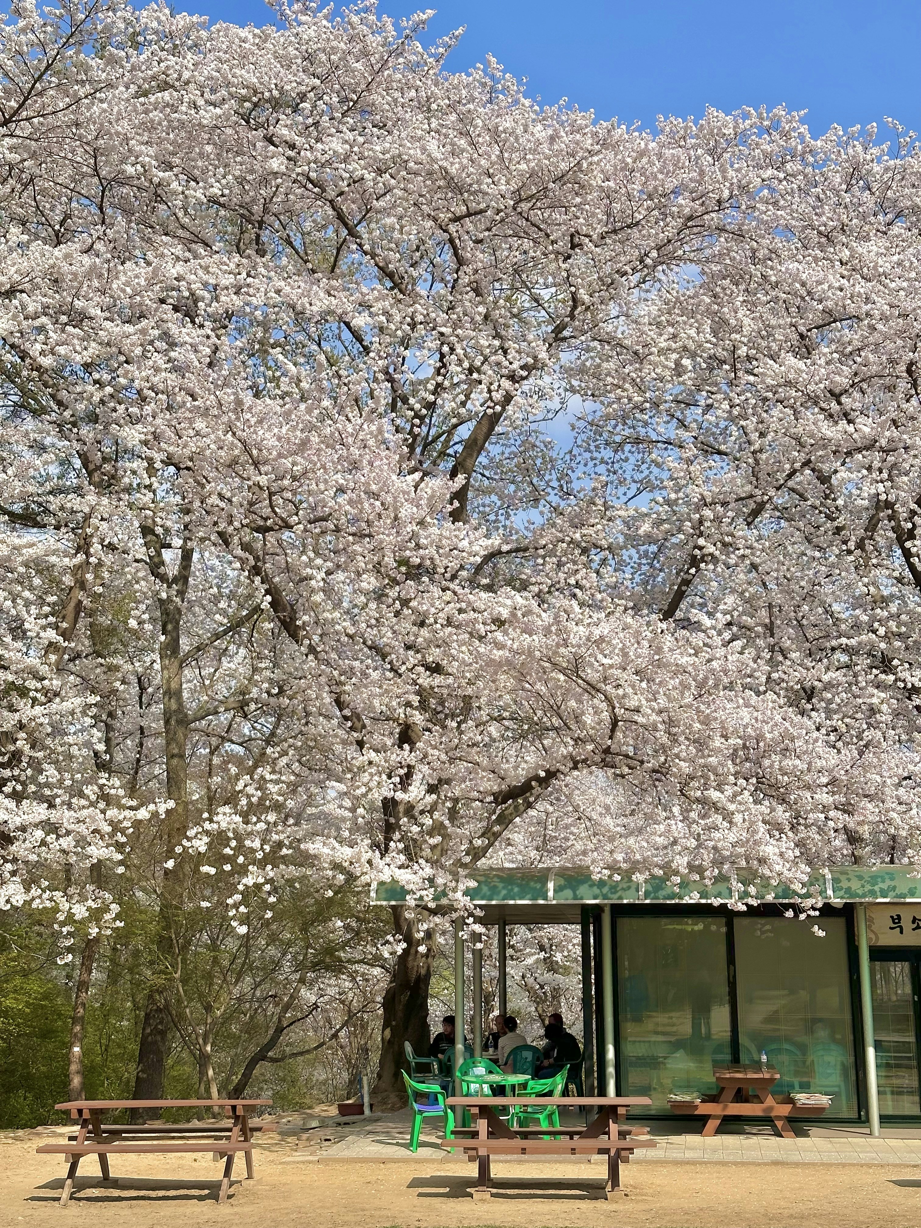 Deux personnes assises à une table de pique-sous un arbre photo – Photo ...