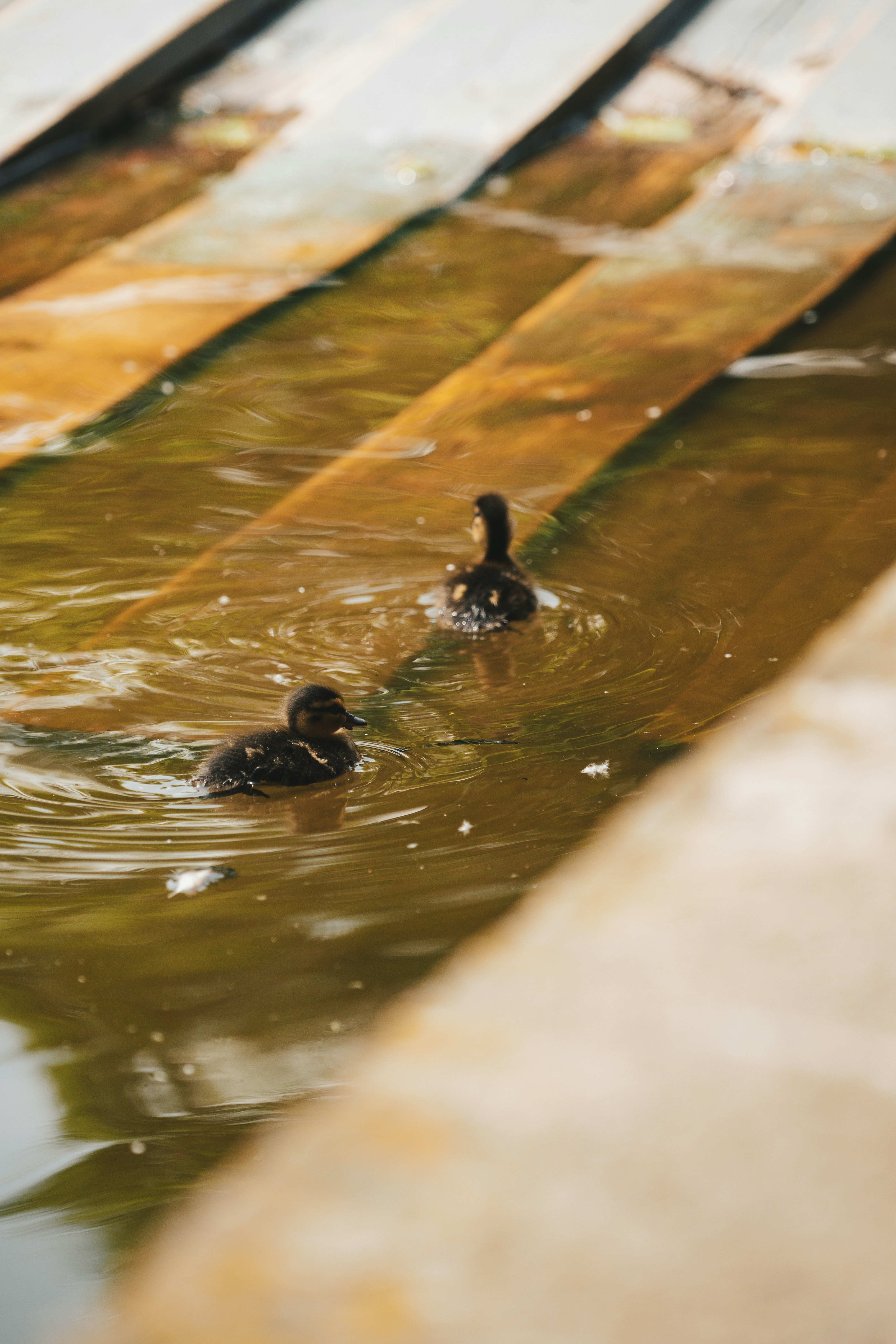 Two Ducklings Trace Circles in Warm Pond Light