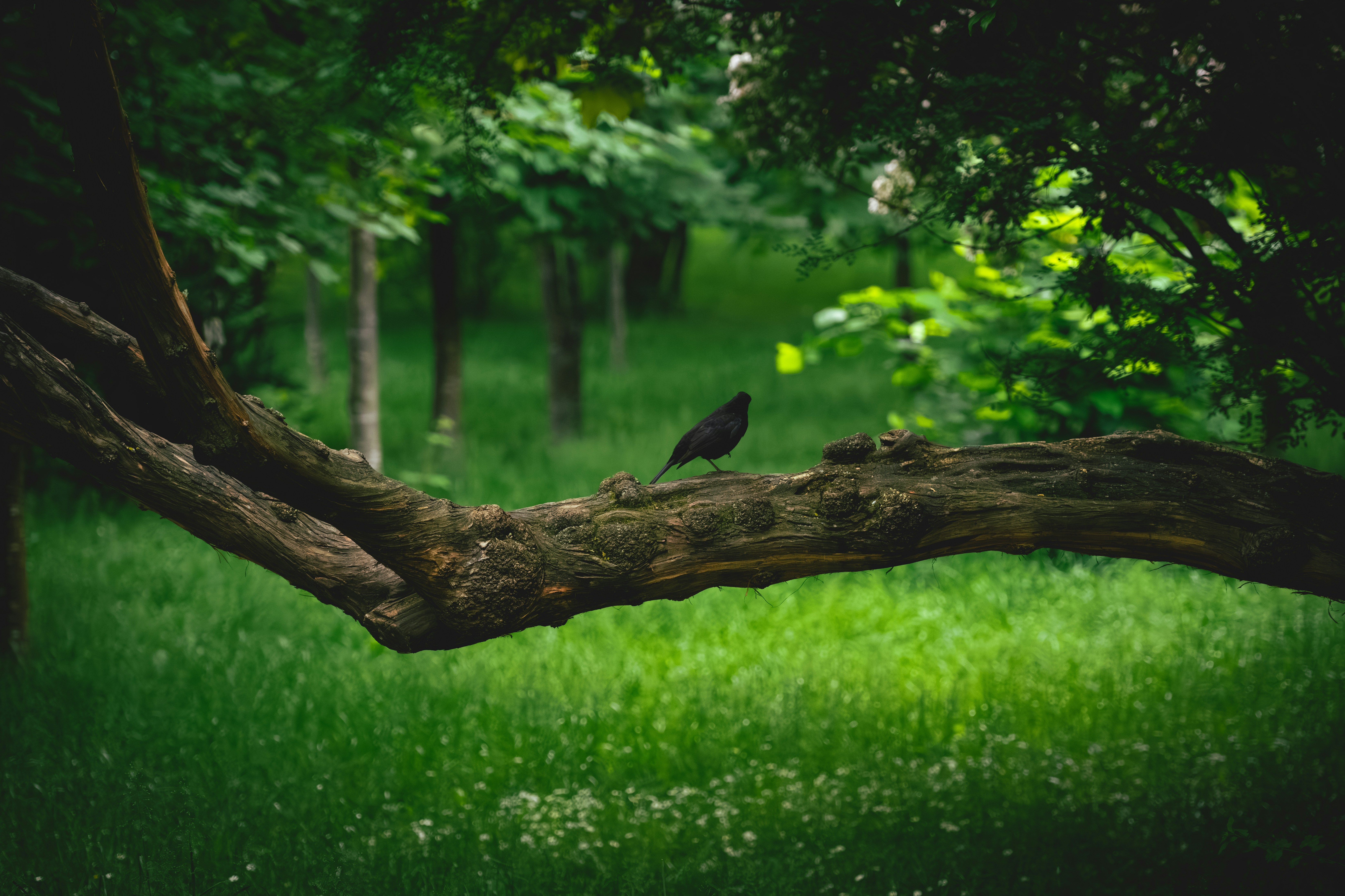 Dappled Light Perch: Black Bird on a Mossy Branch