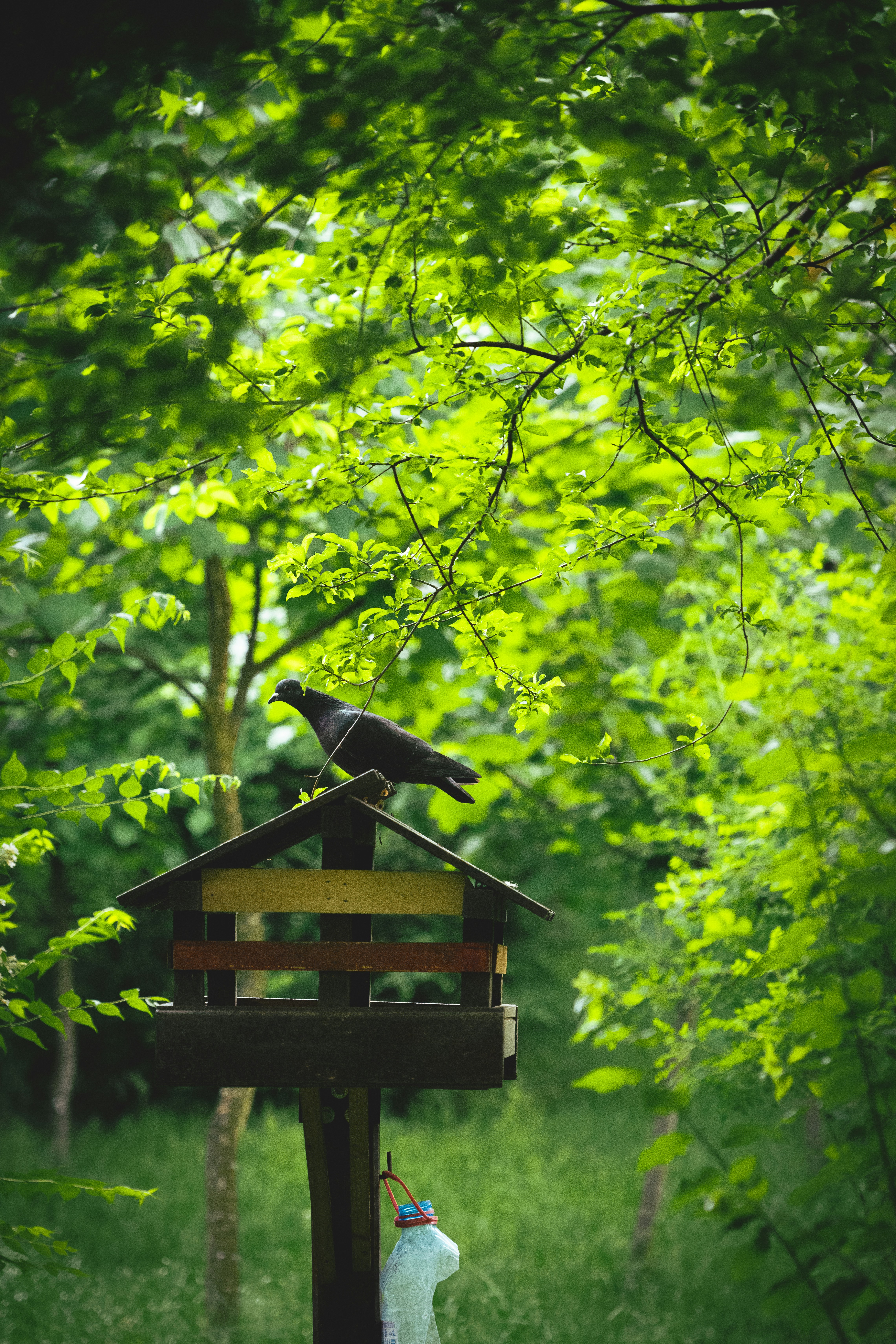 Emerald Canopy Vigil: Black Bird on a Weathered Birdhouse