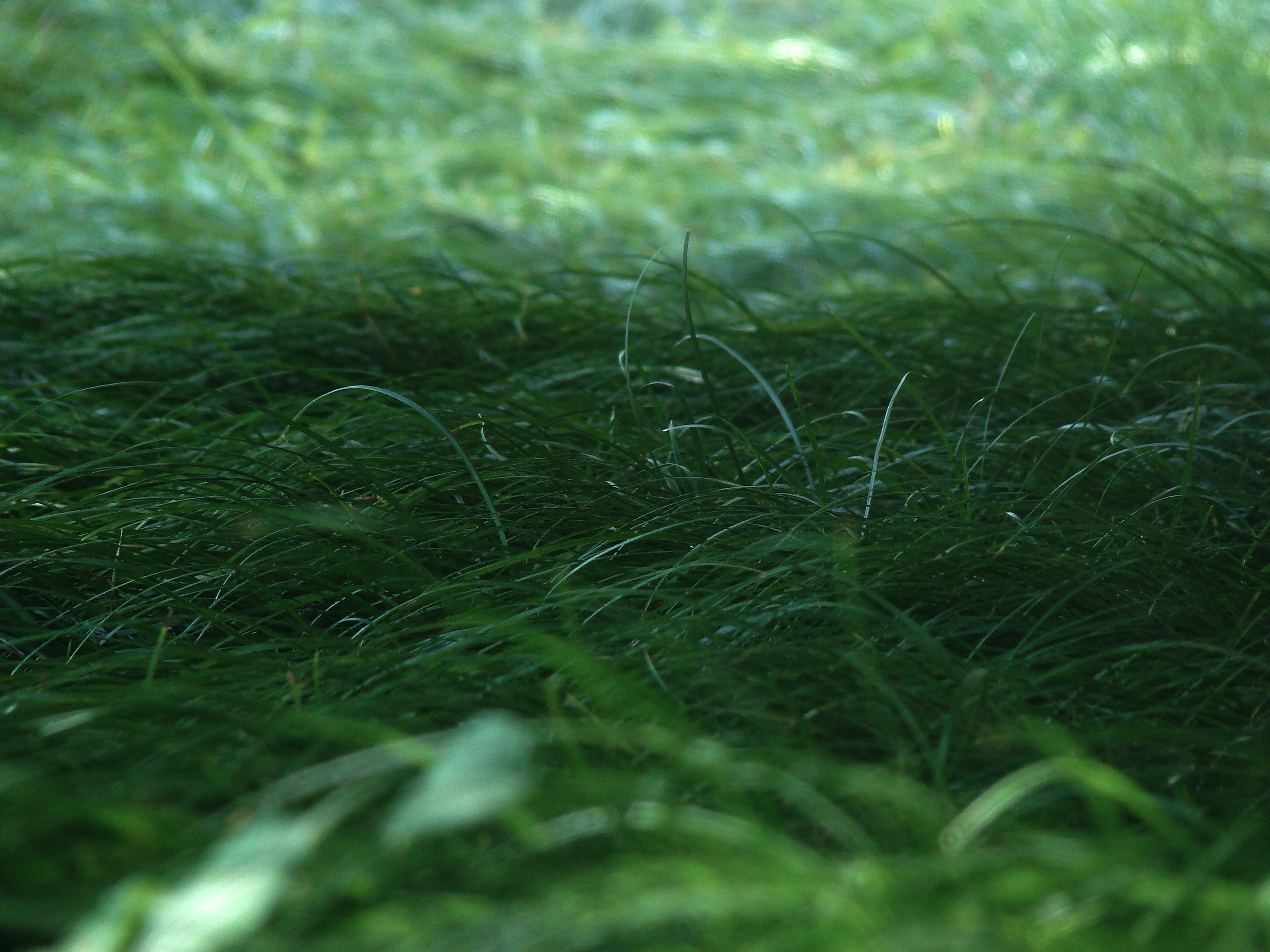 Macro photograph of delicate grass blades on a dim forest floor, with a soft, blurred background.