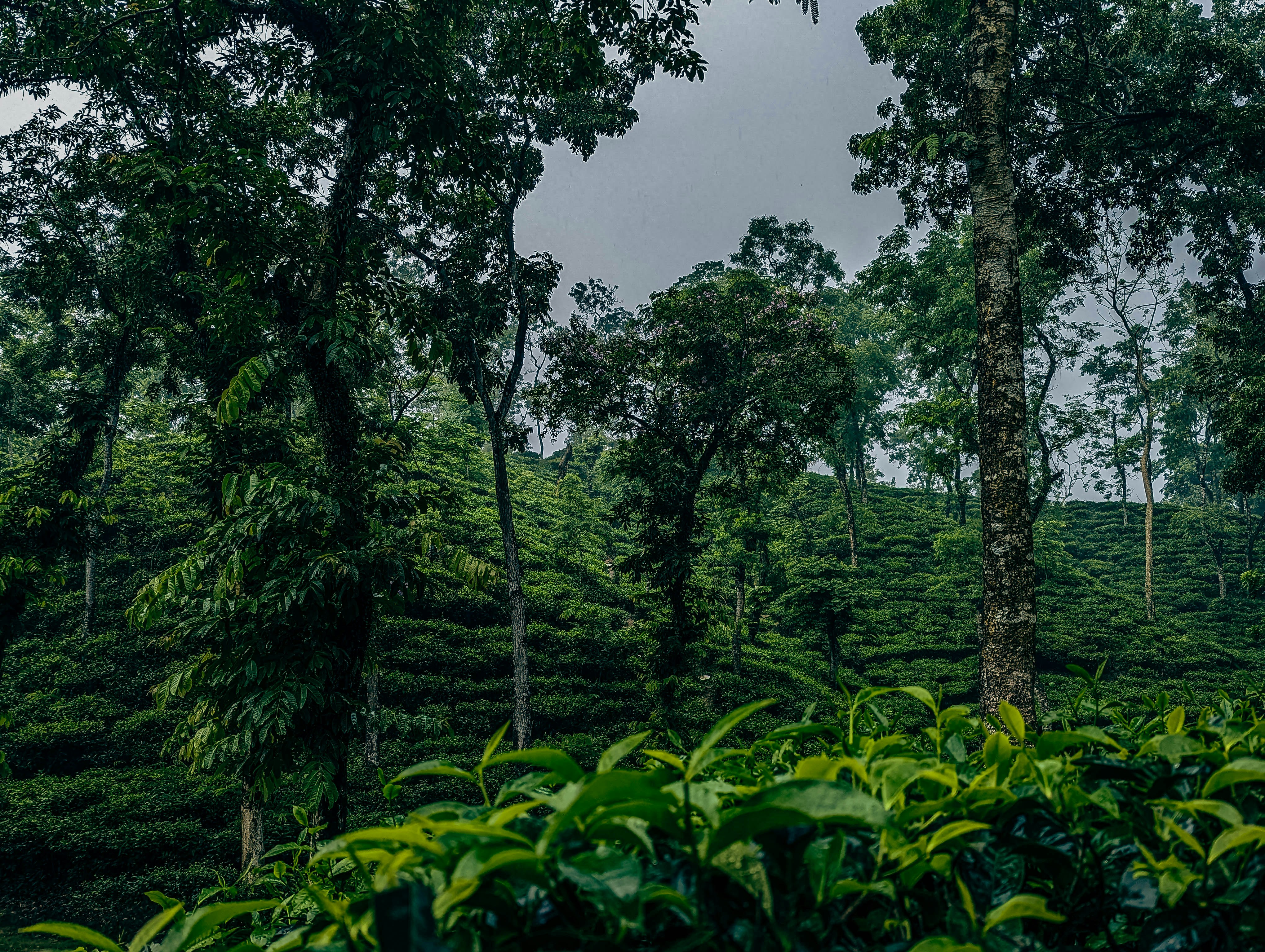 Lush green forest with towering trees under a cloudy sky.