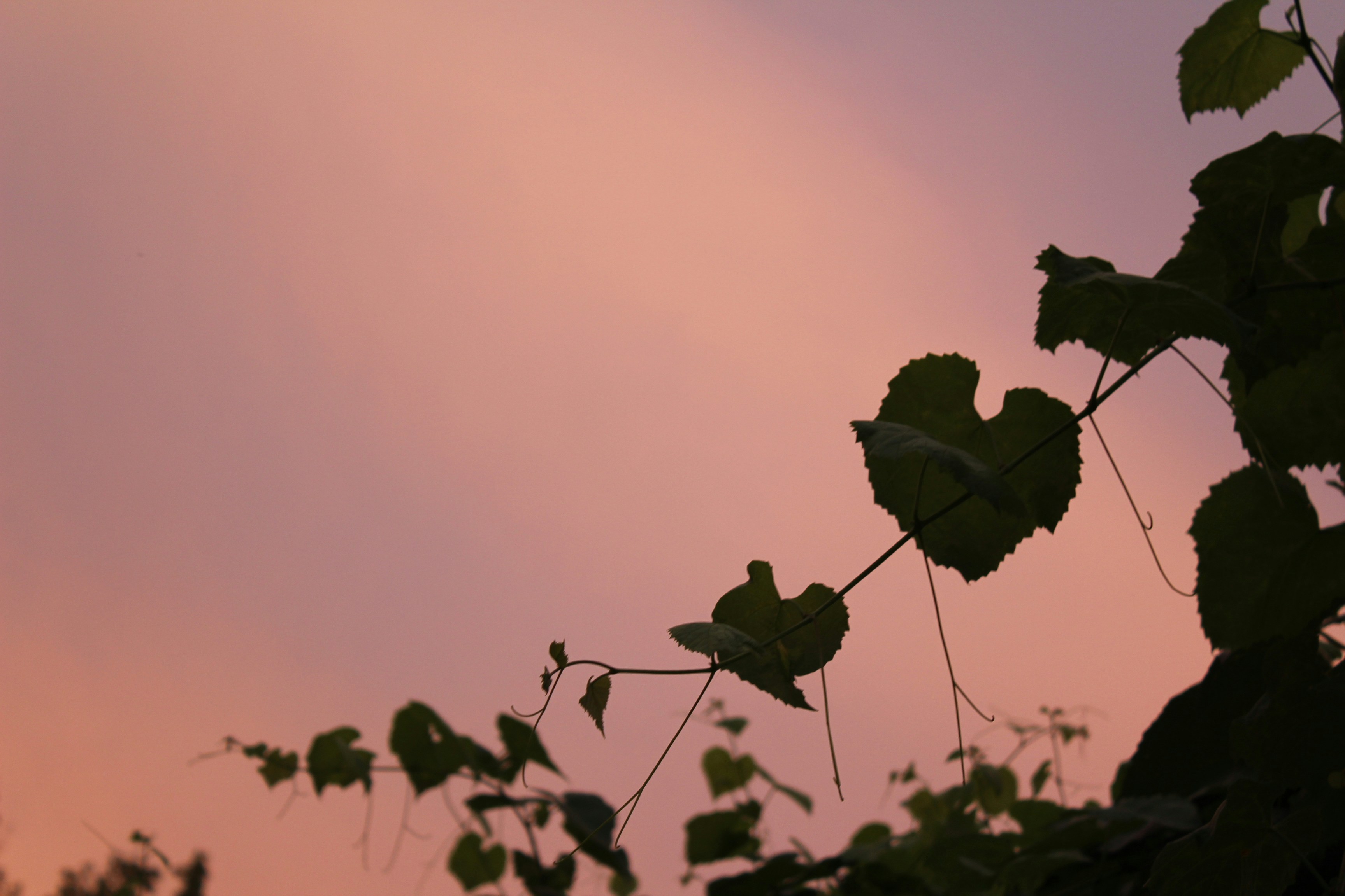 Peach Dusk: Vine Silhouettes Tracing a Sunset Arc