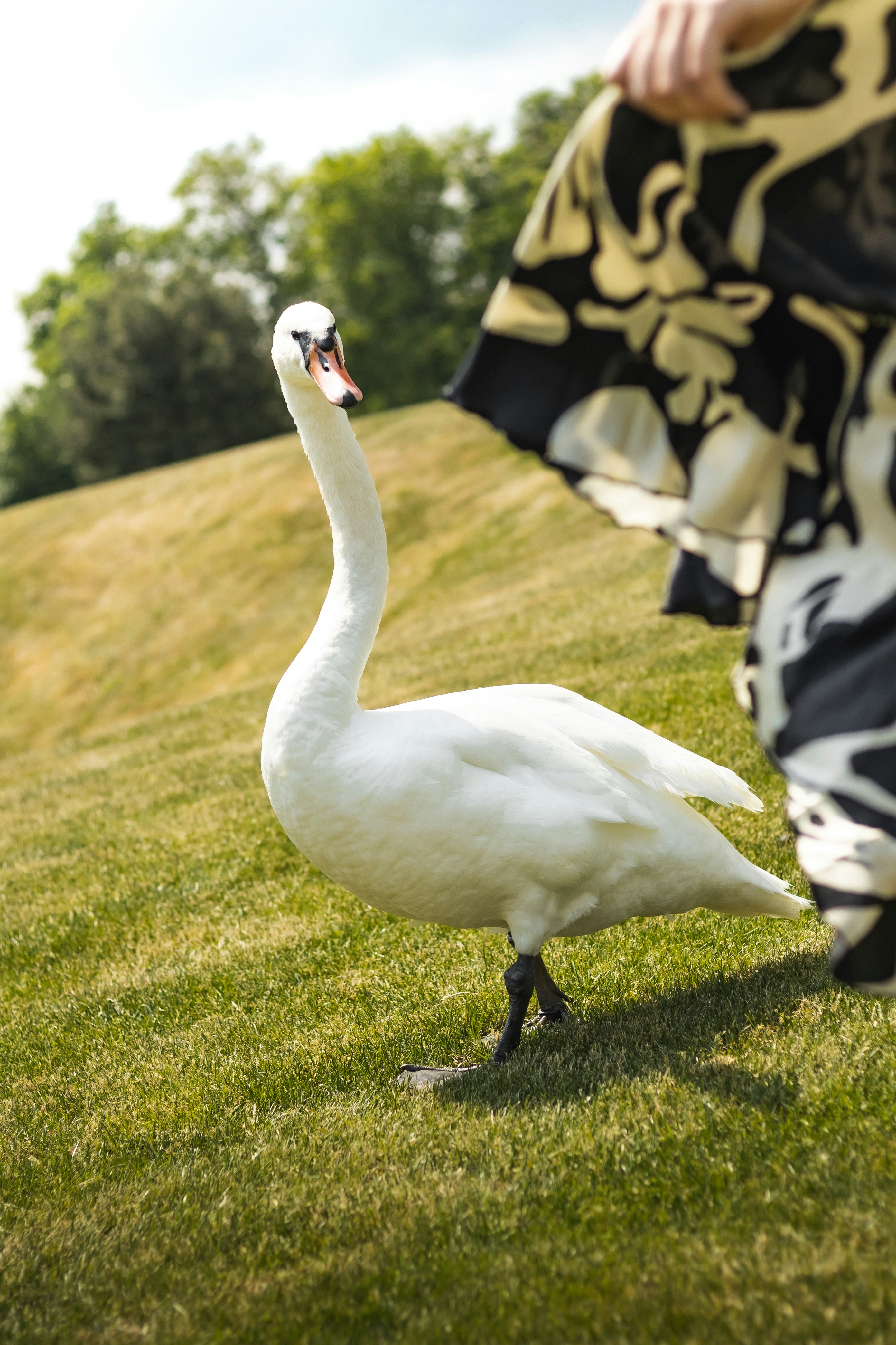 White Swan on Sunlit Grass: A Quiet Moment with Flowing Camouflage