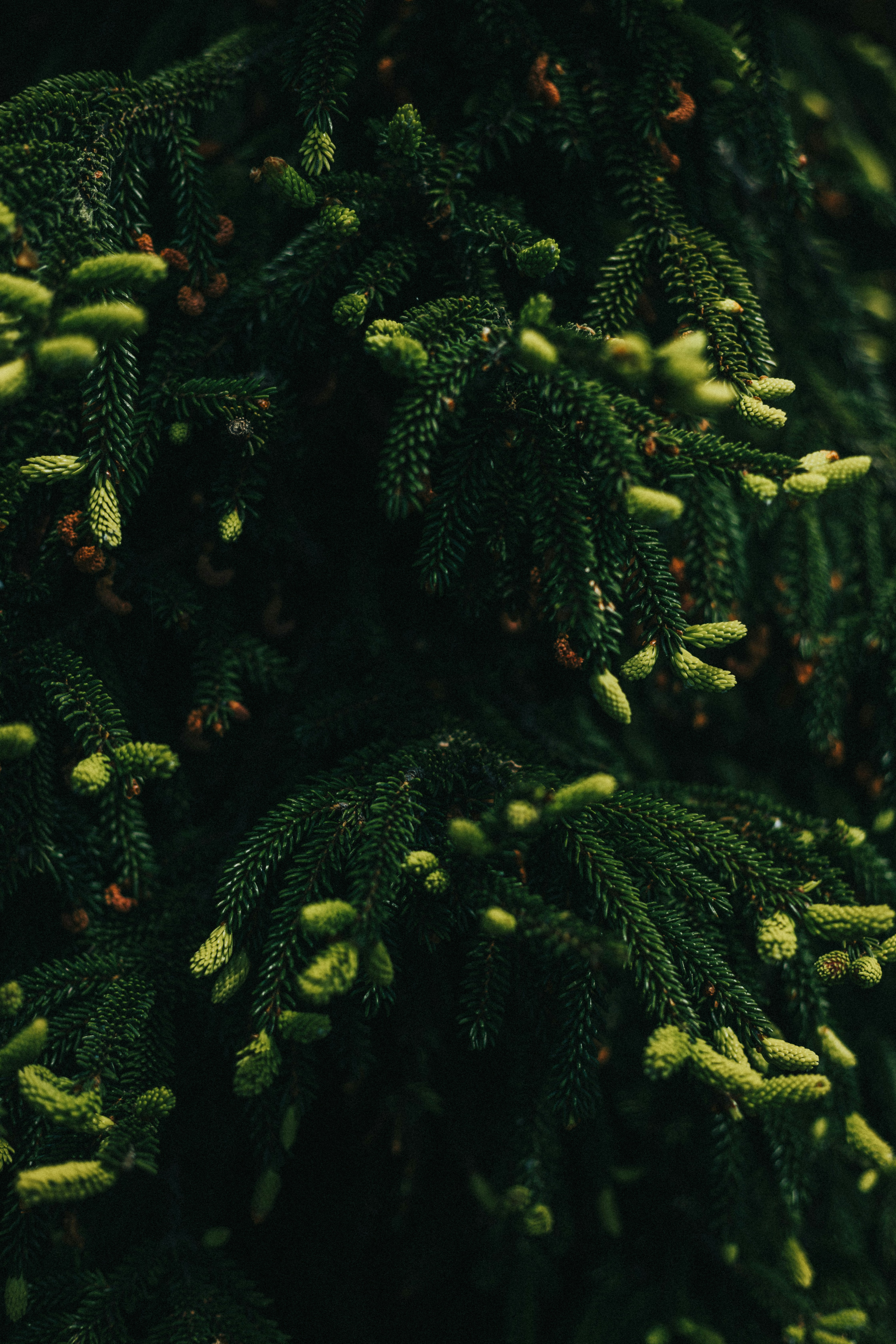 Emerald Canopy: Close-Up of Dawn-Touched Conifer Sprigs