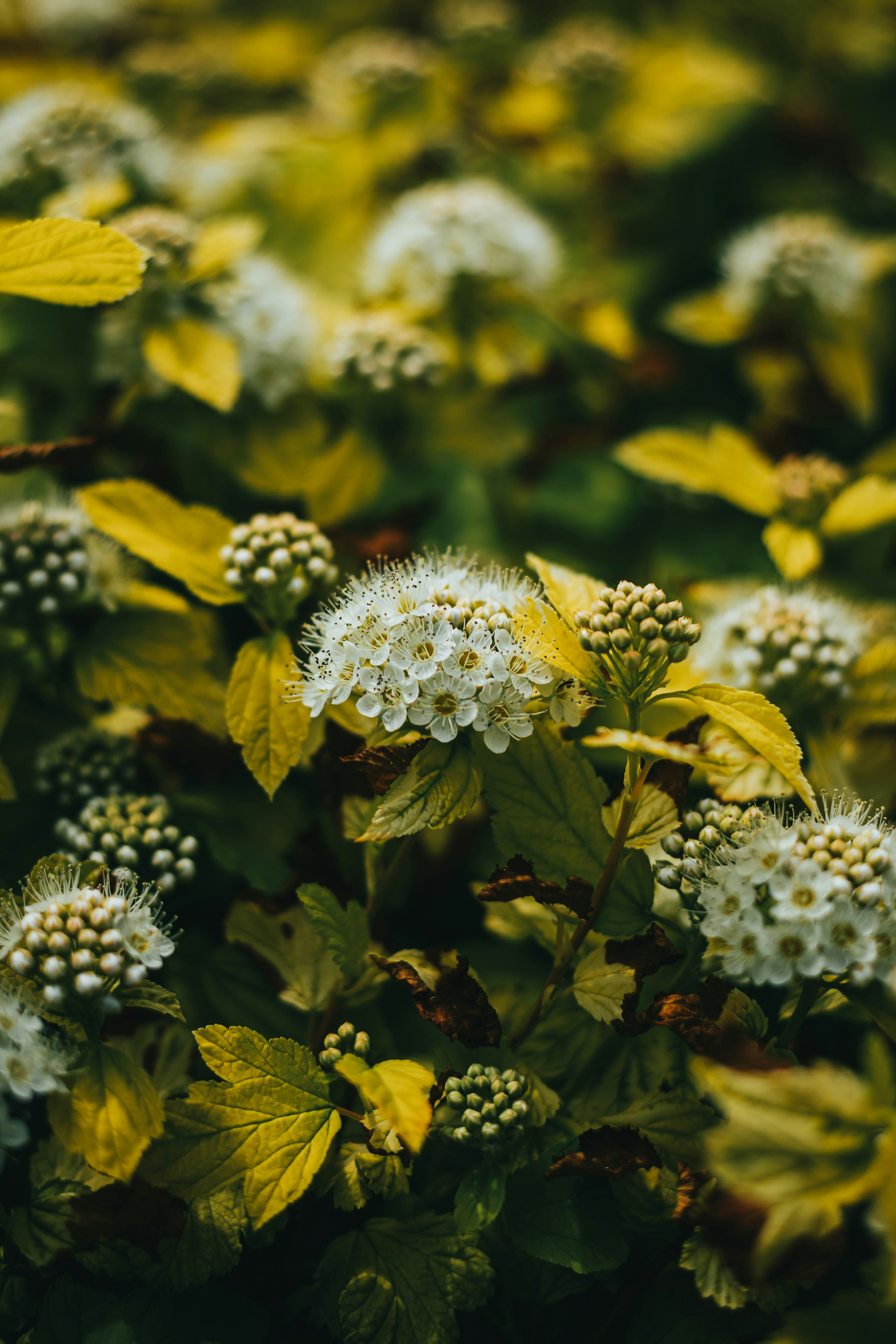 Whispering Whites Amid Chartreuse: A Macro Portrait of Blooms