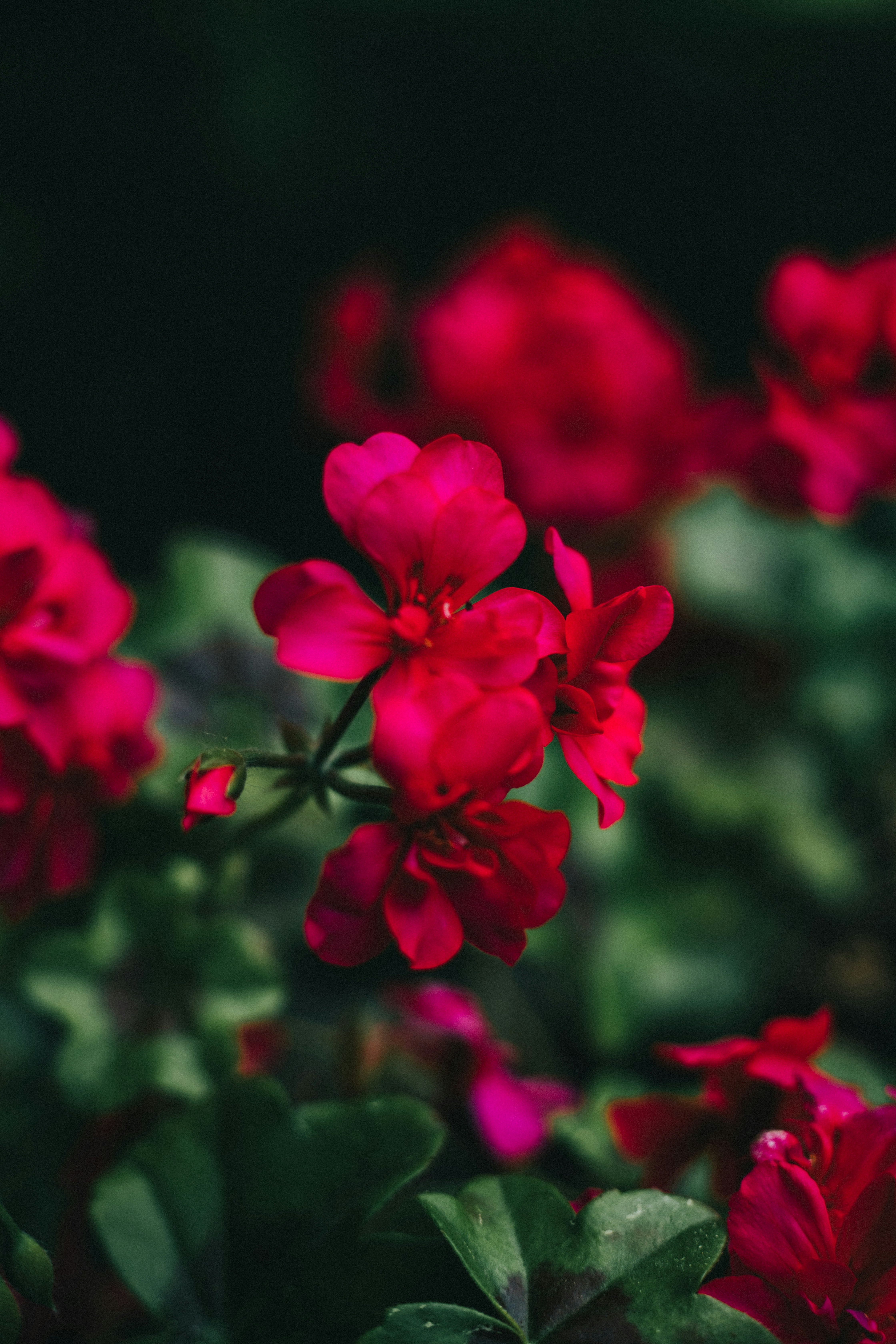 A bunch of red flowers in a garden photo – Free Yellow Image on Unsplash