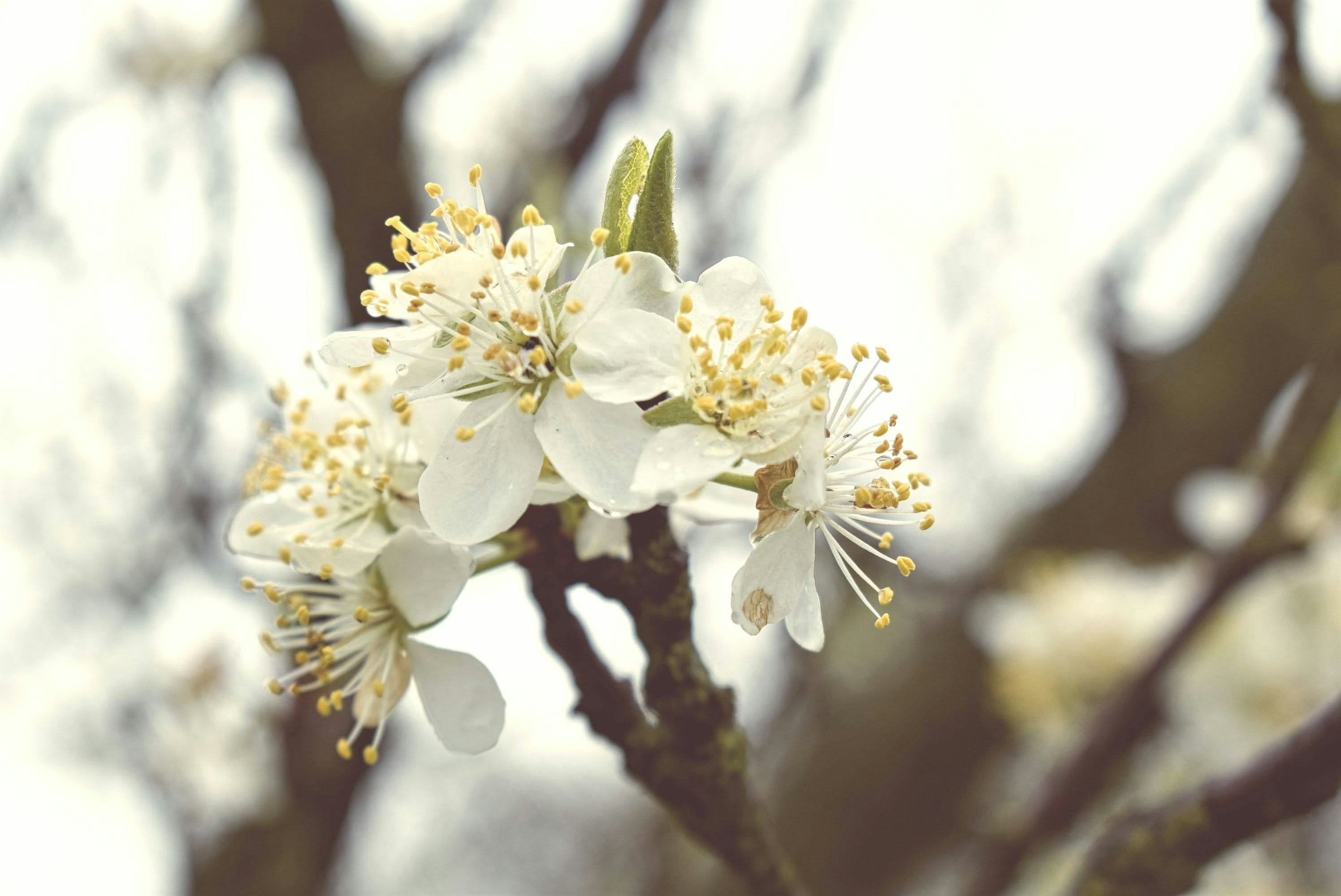 Whispers of Spring: Close-Up on White Blossom Clusters