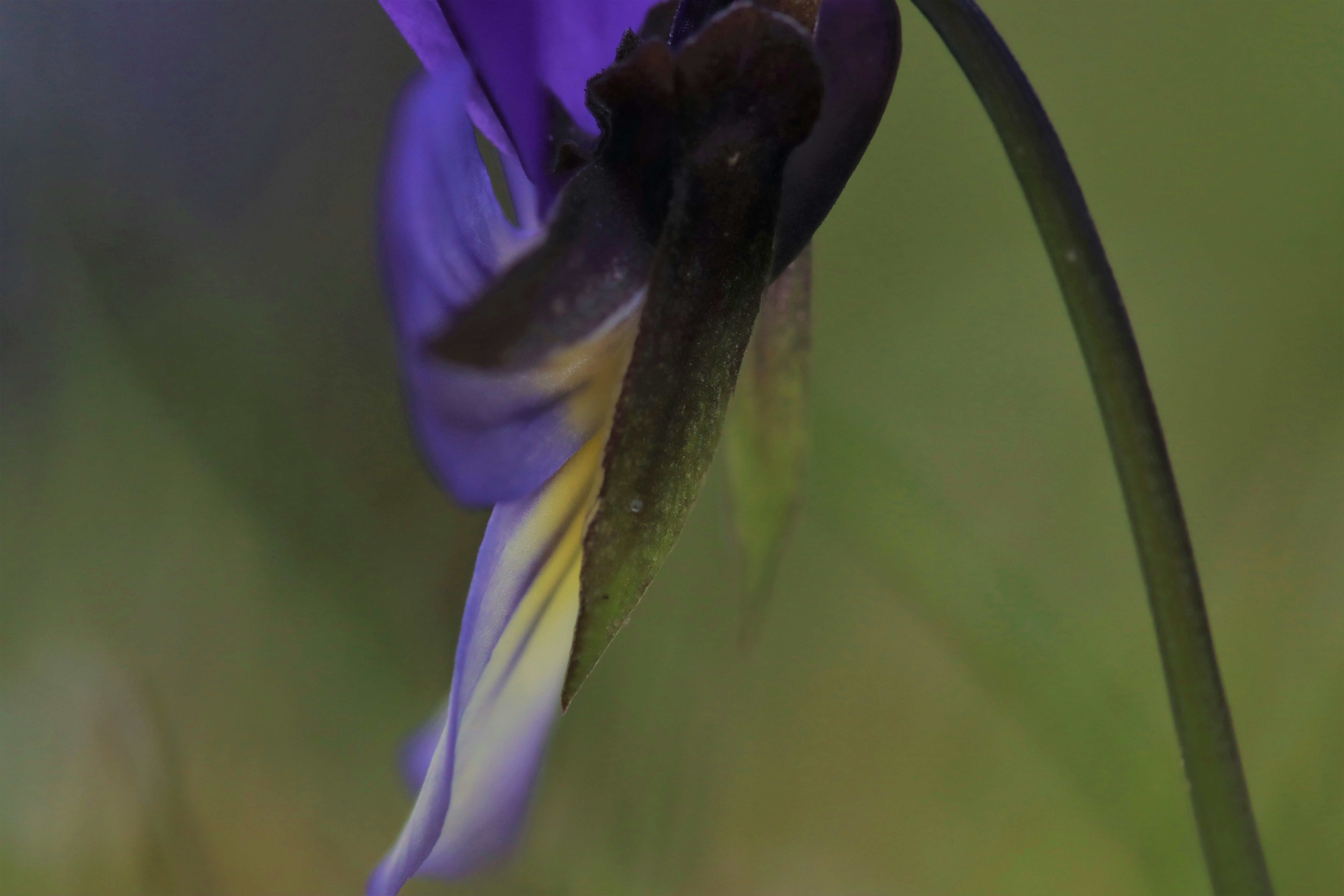 Petal Veil: A Close-Up Study of a Purple Iris in Soft Focus