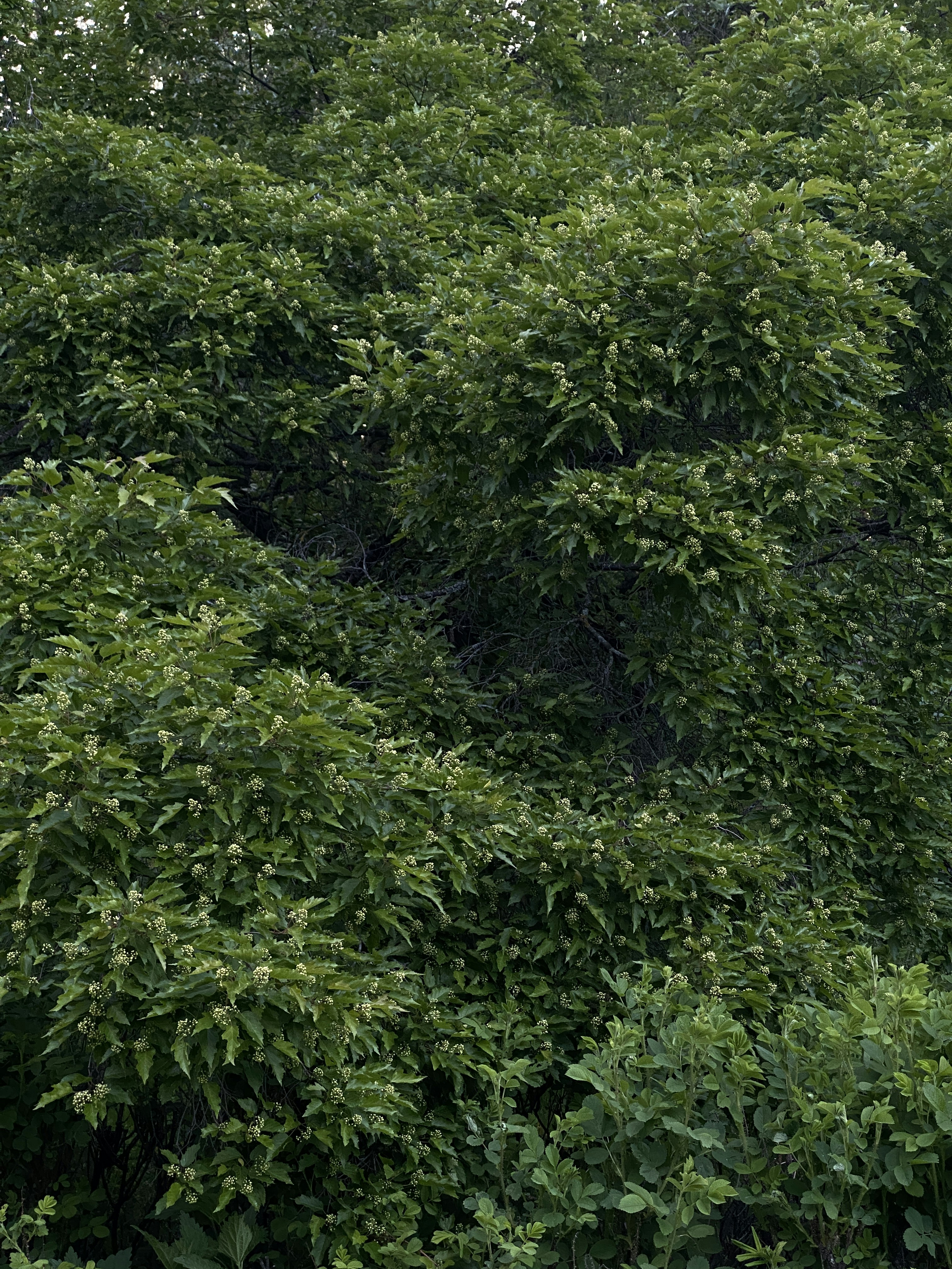 Verdant Curtain of Blossoms: A Close-Knit Shrubscape