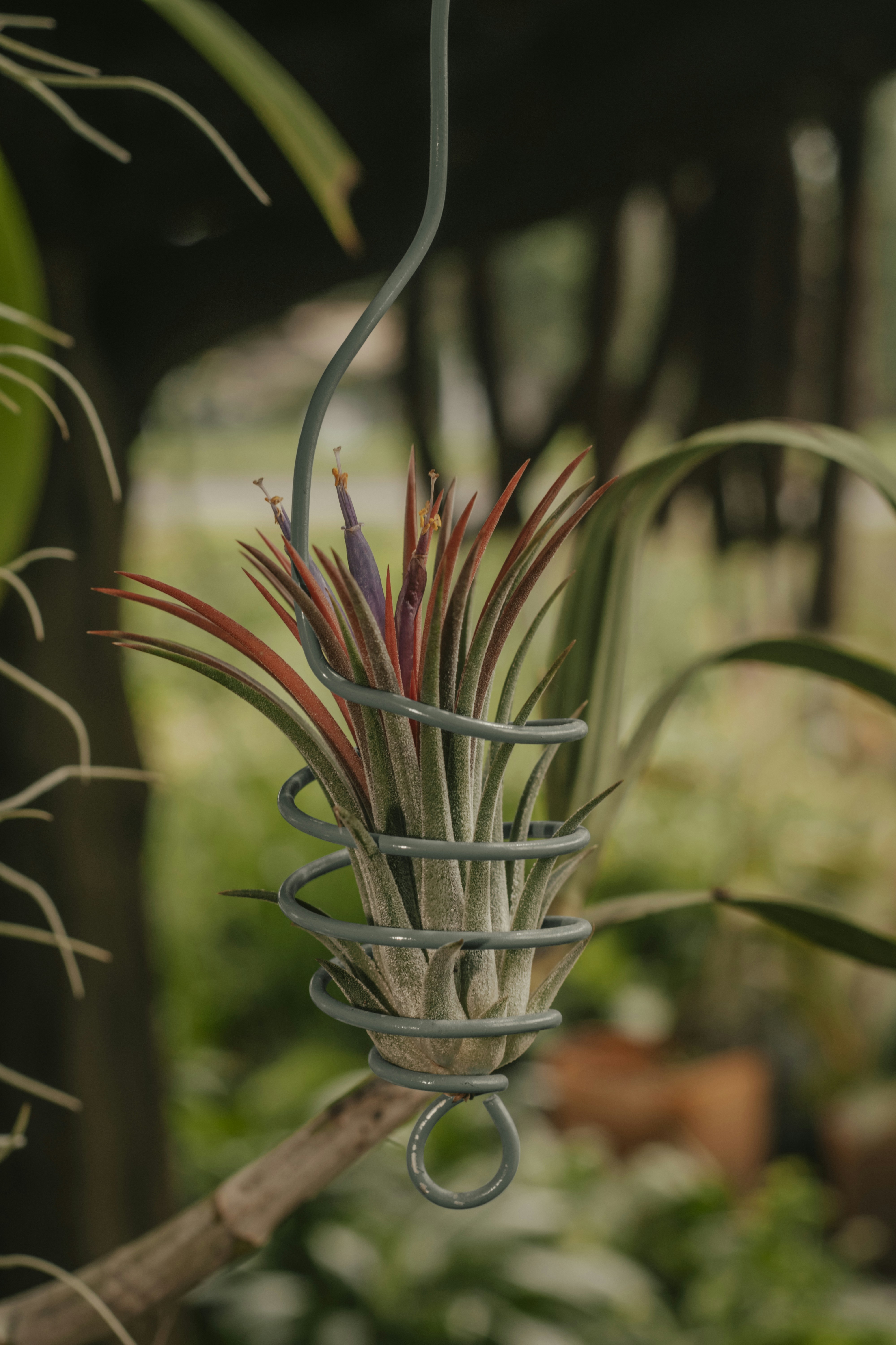 Spiral Cradle: An Air Plant Nestled in a Coiled Metal Wrap