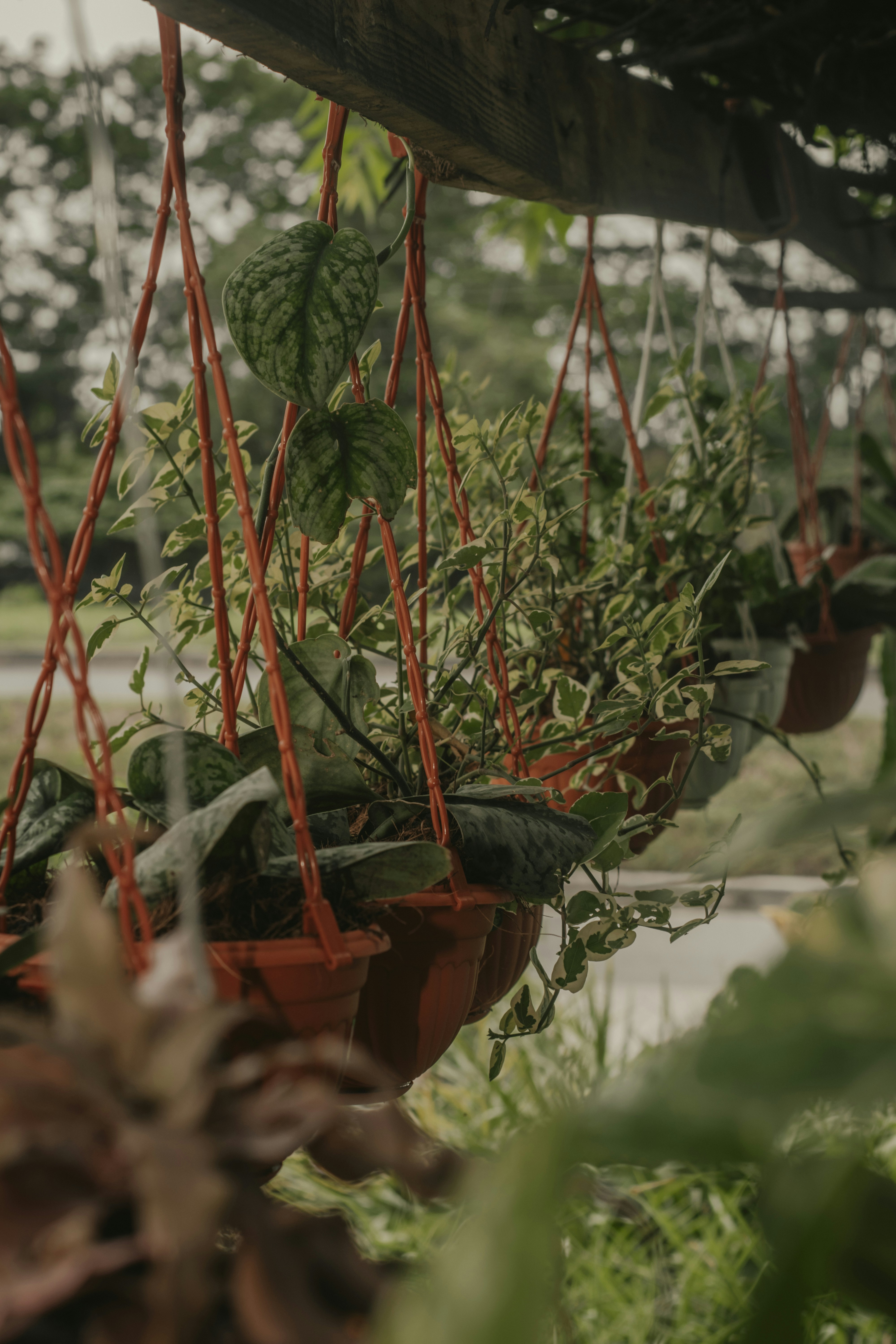 Red Strings and Green Cascades: A Hanging Plant Portrait at Dusk