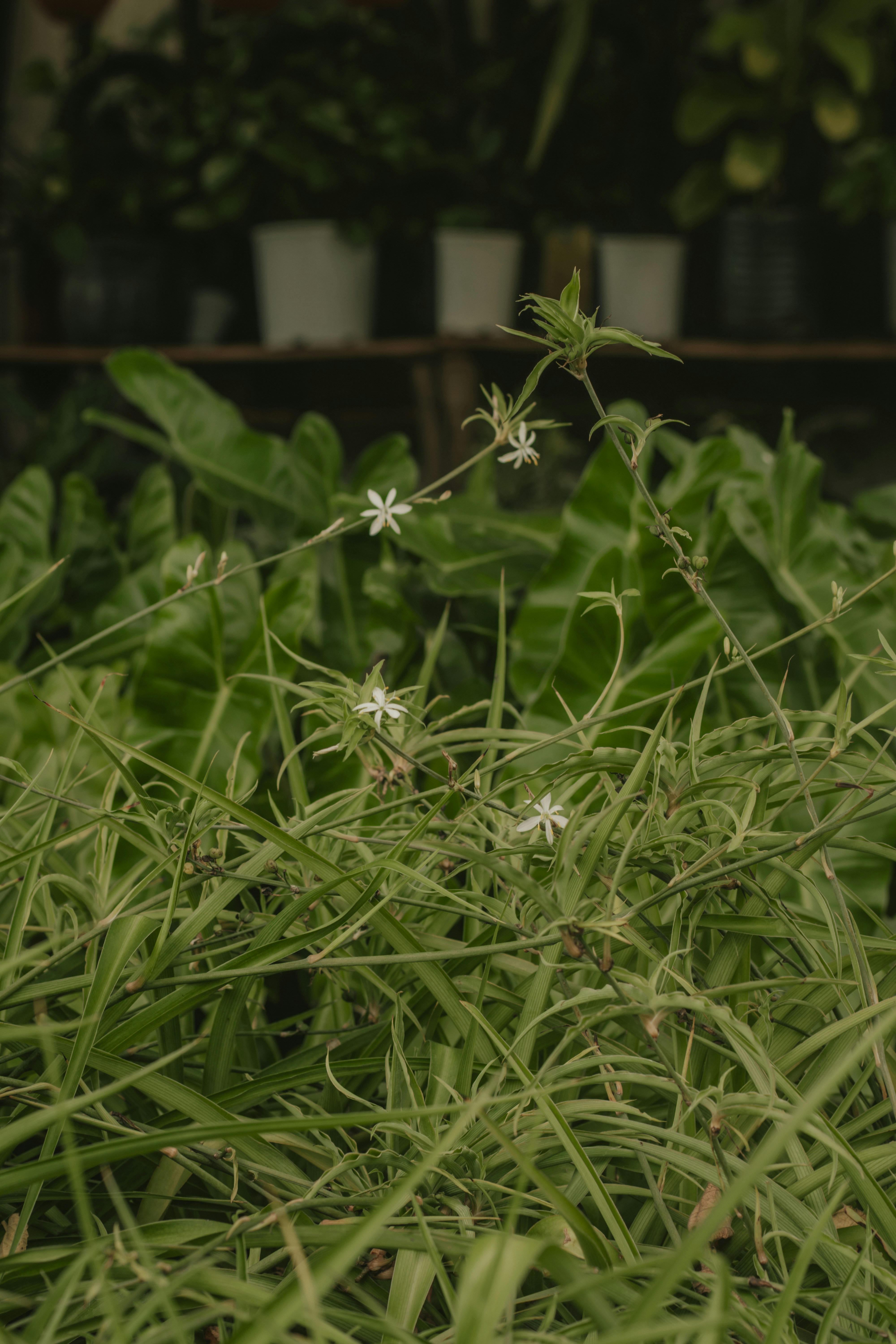 Trailing vine with delicate white blooms weaving through dense foliage