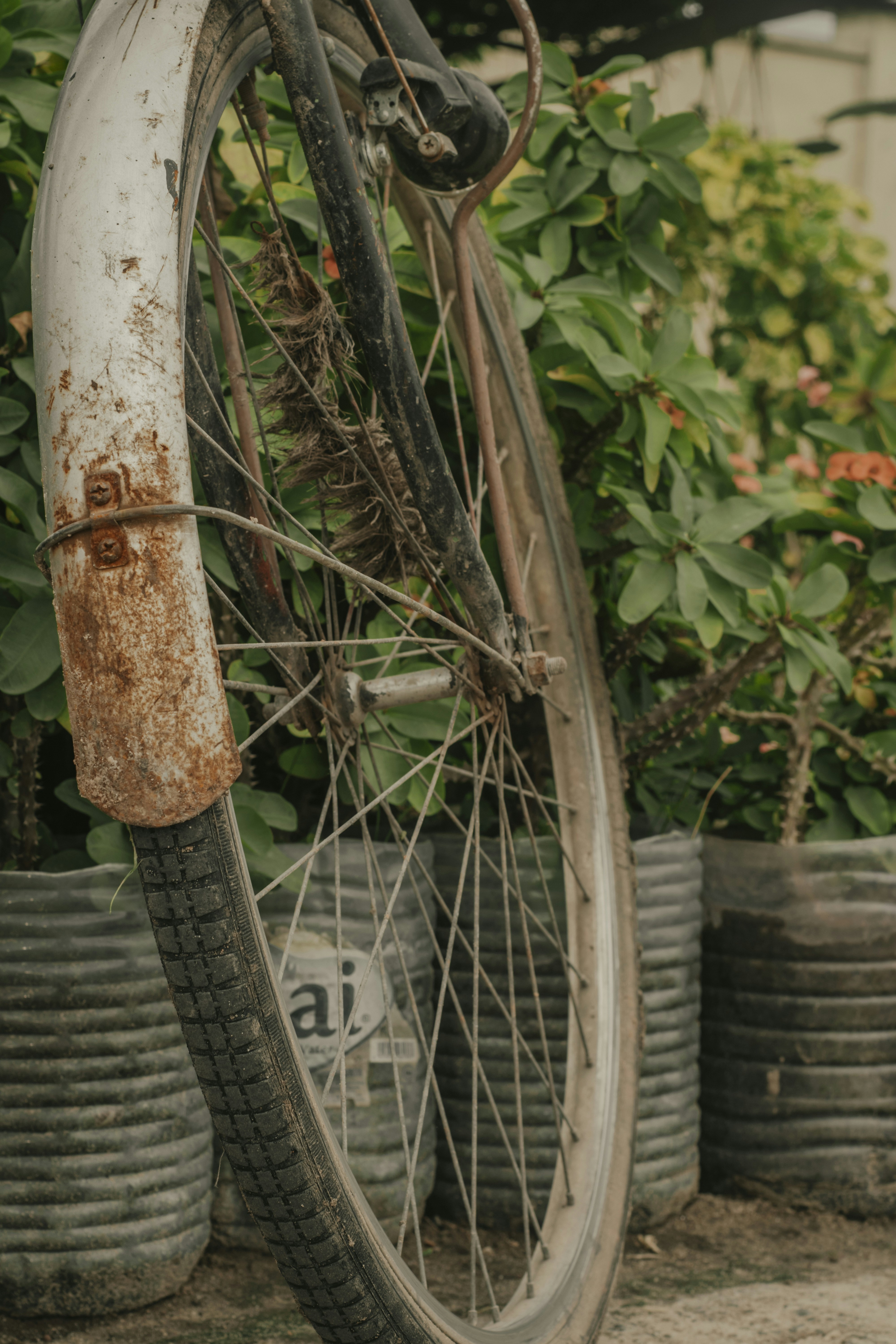 Rusty Wheel, Quiet Garden: A Portrait in Decay