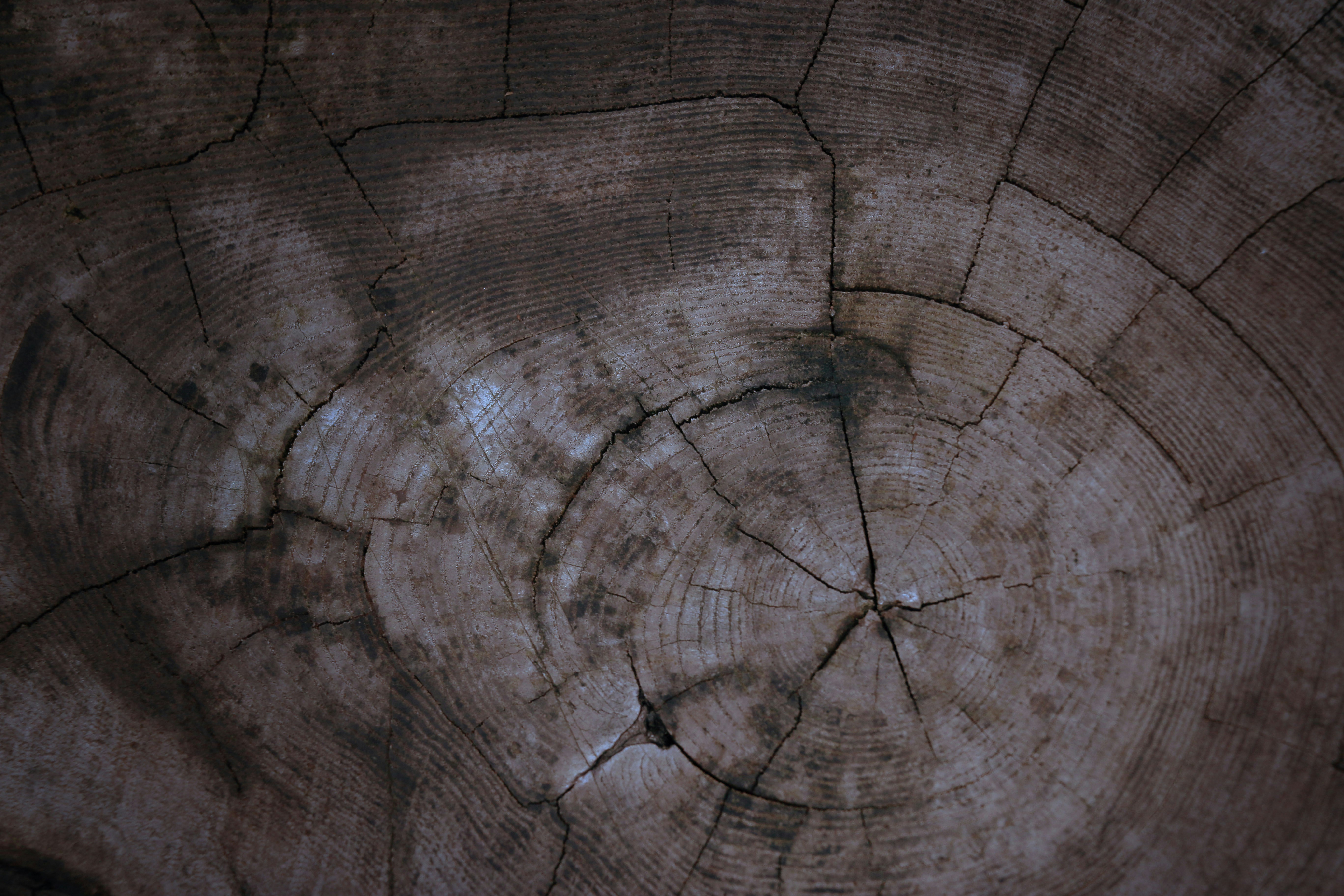 Concentric Time: The Weathered Rings of a Stump