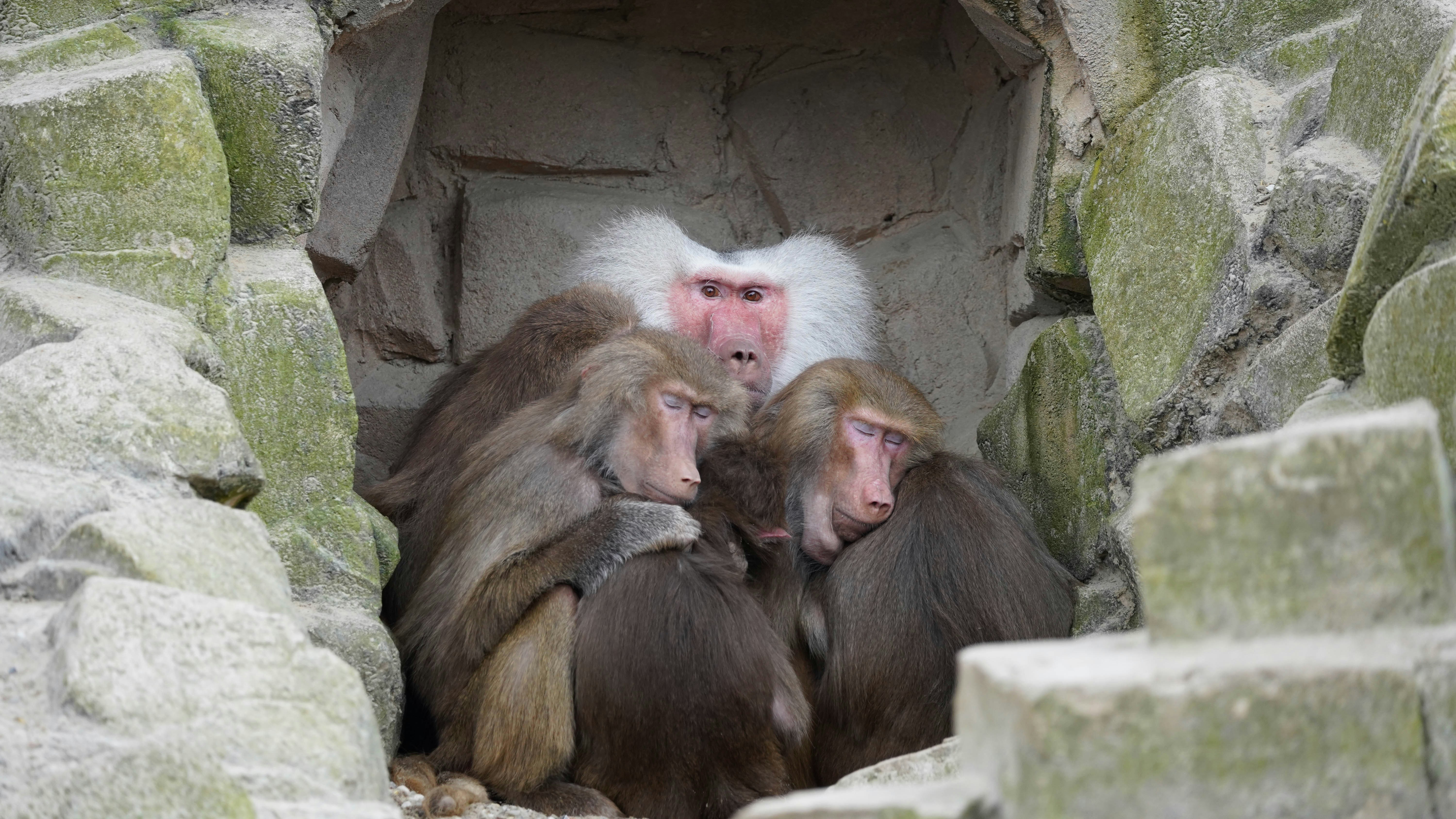 A group of monkeys sitting in a cave photo – Free Animal Image on Unsplash