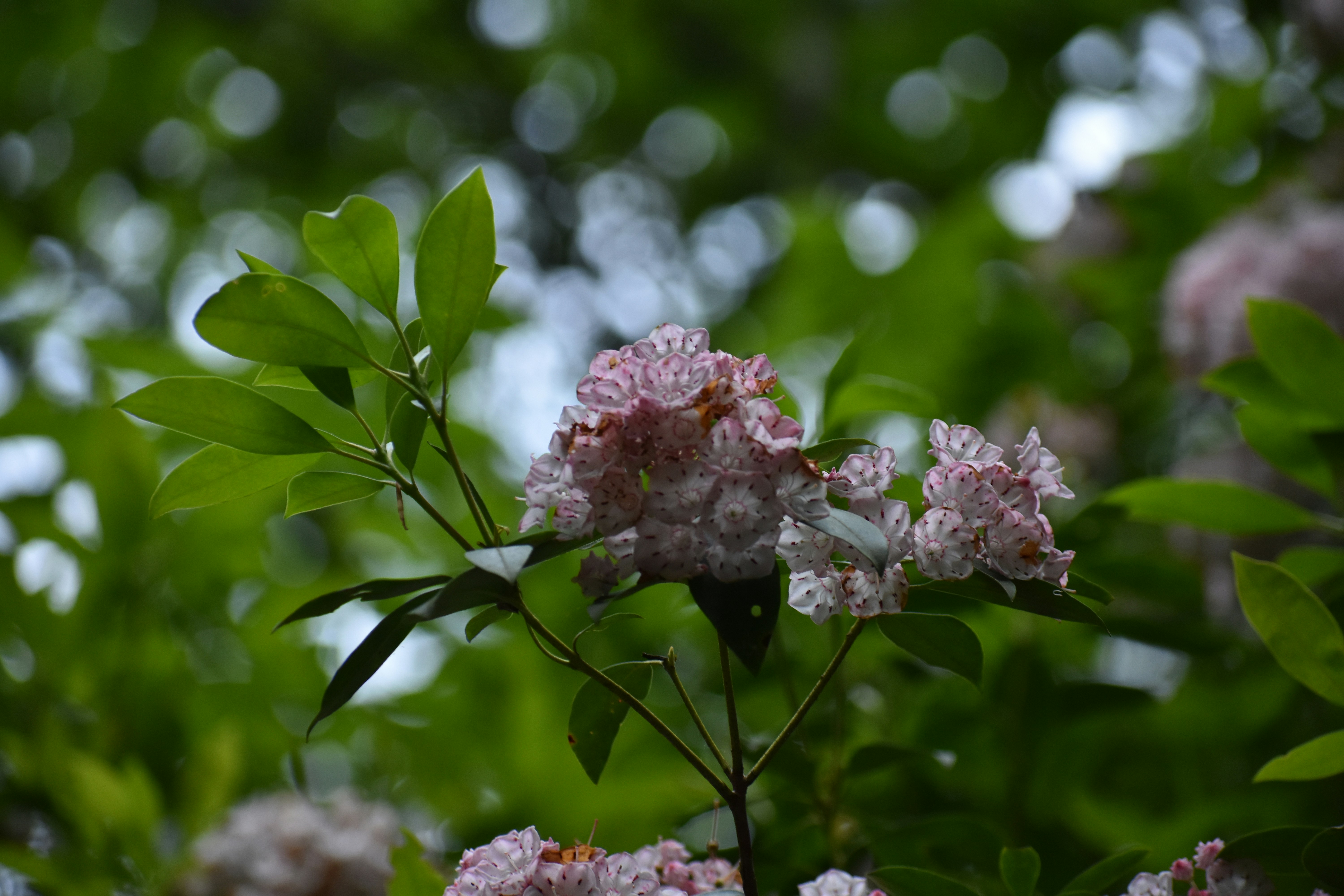 Foto Un primer plano de una flor rosa en un árbol – Imagen Carolina del ...