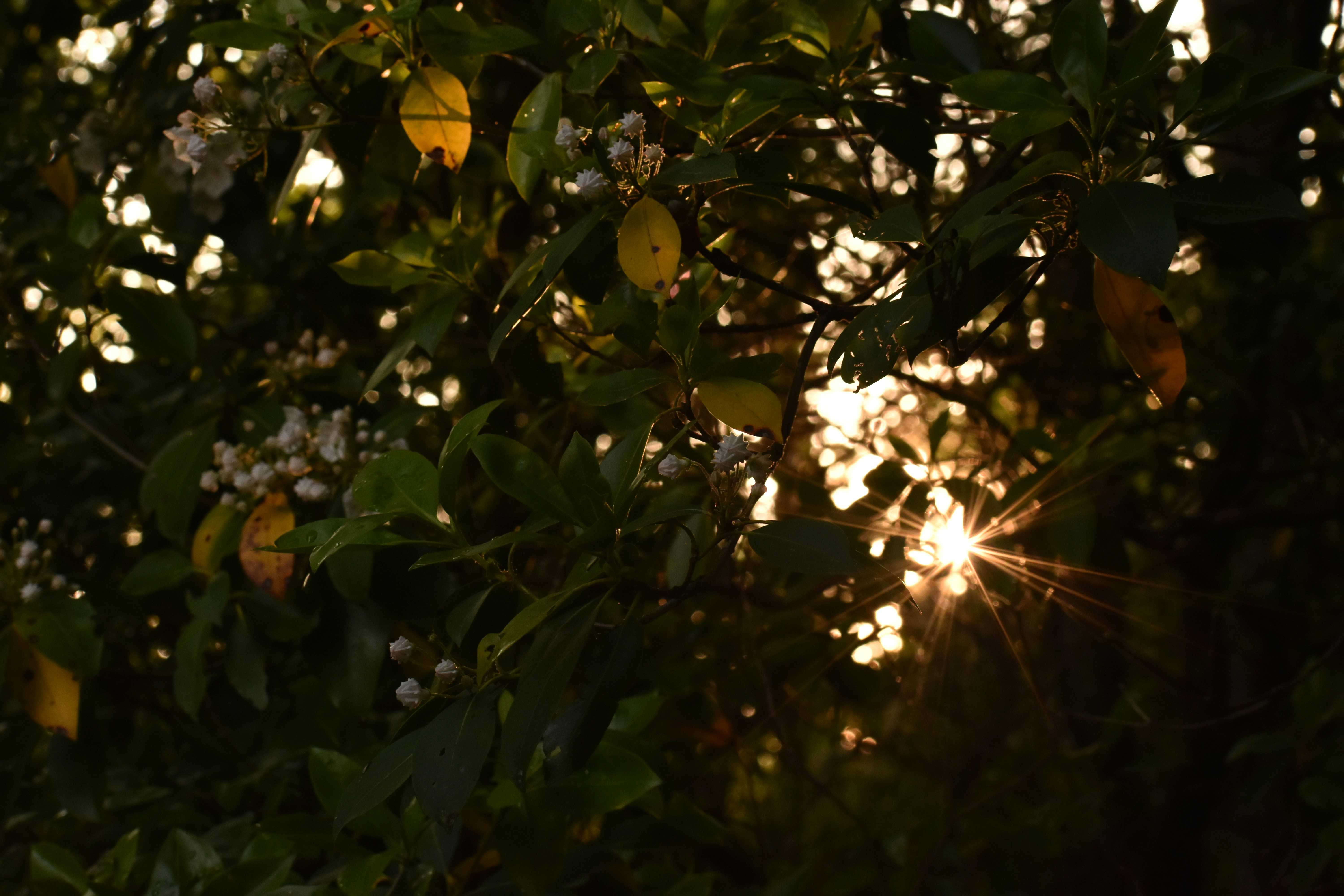 Starburst Through a Leafy Veil at Golden Hour