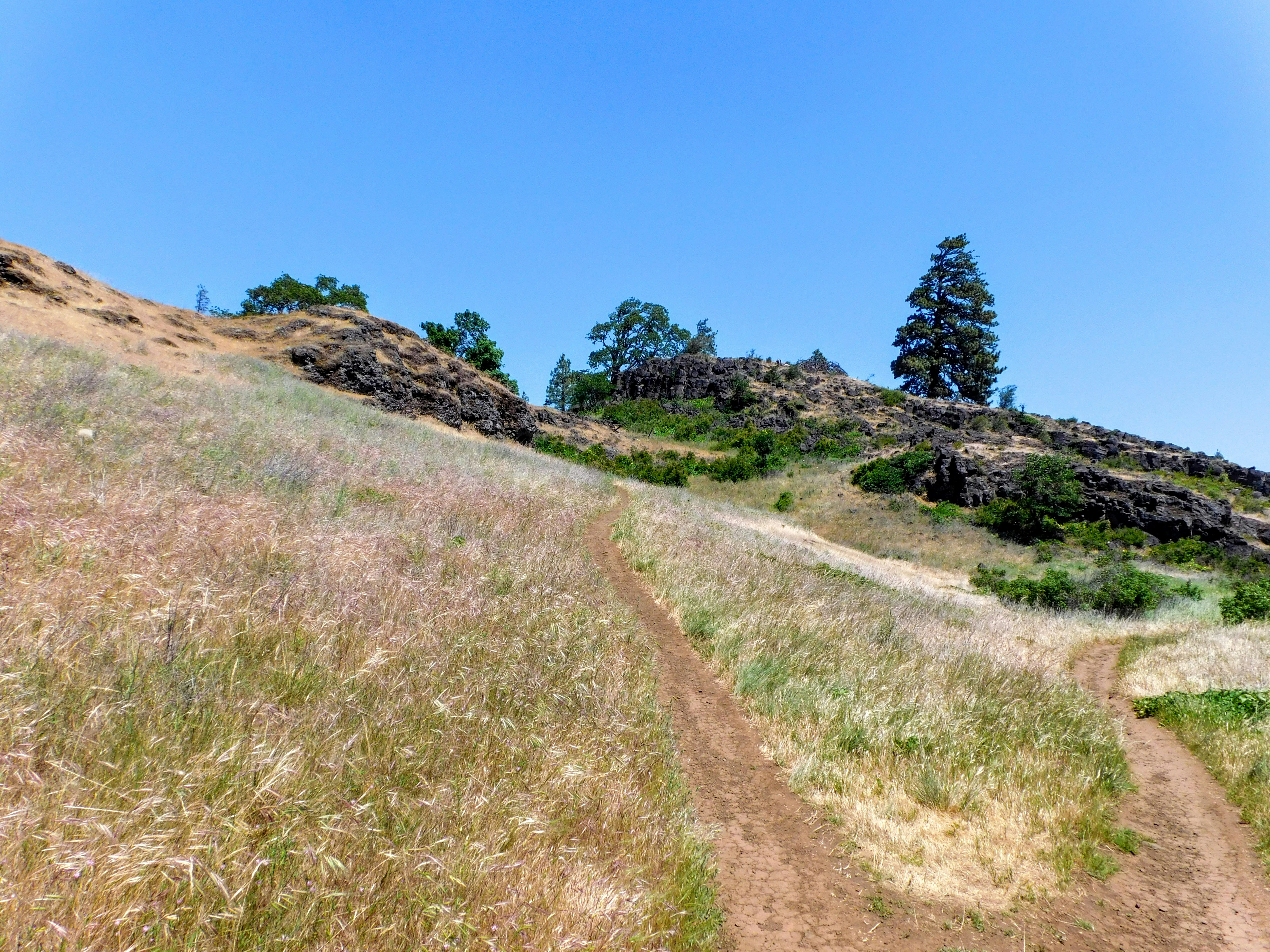 A dirt path going up a hill with trees in the background photo – Free ...