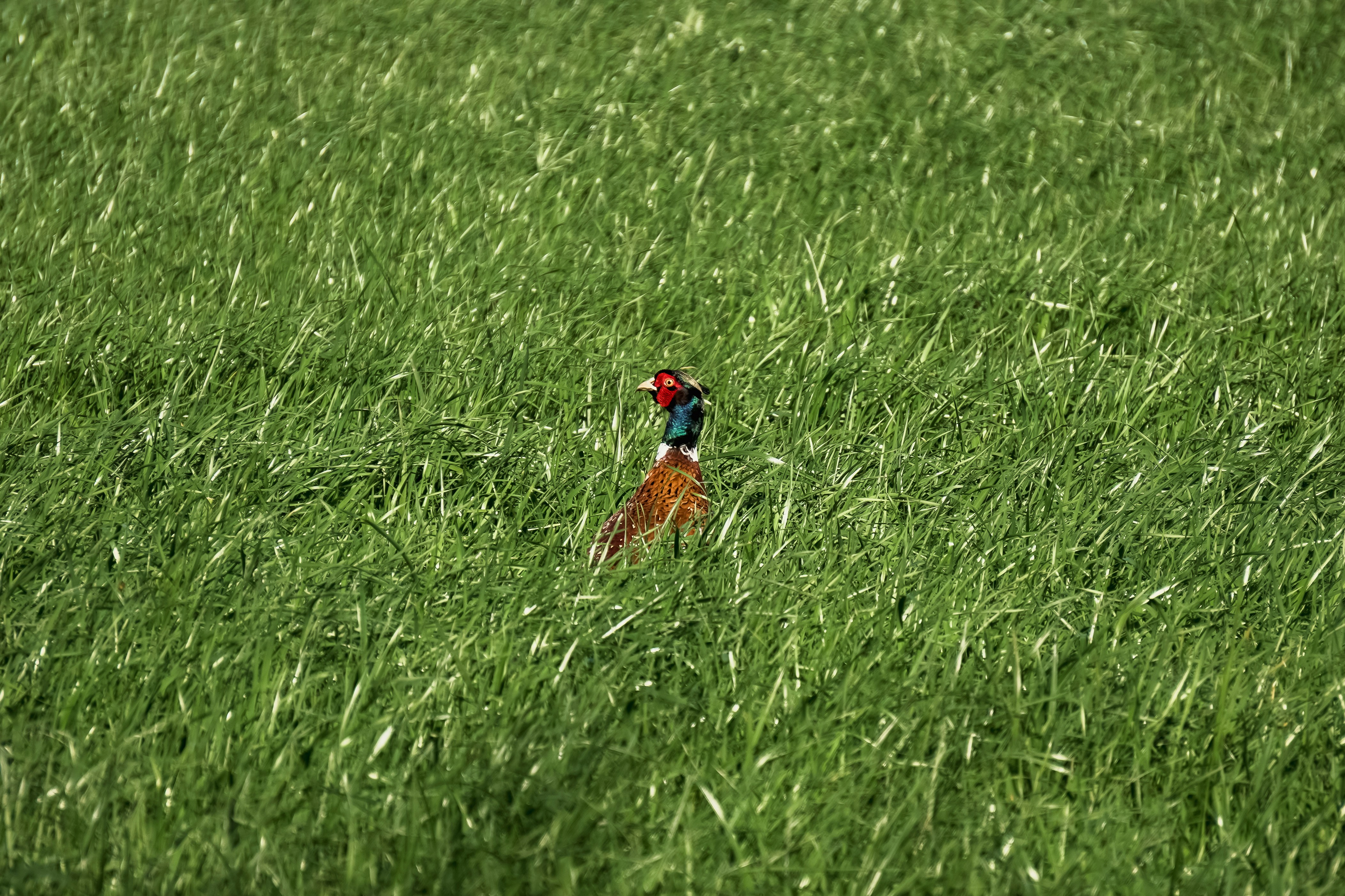 A Red-Crested Partridge Emerges from the Sea of Green