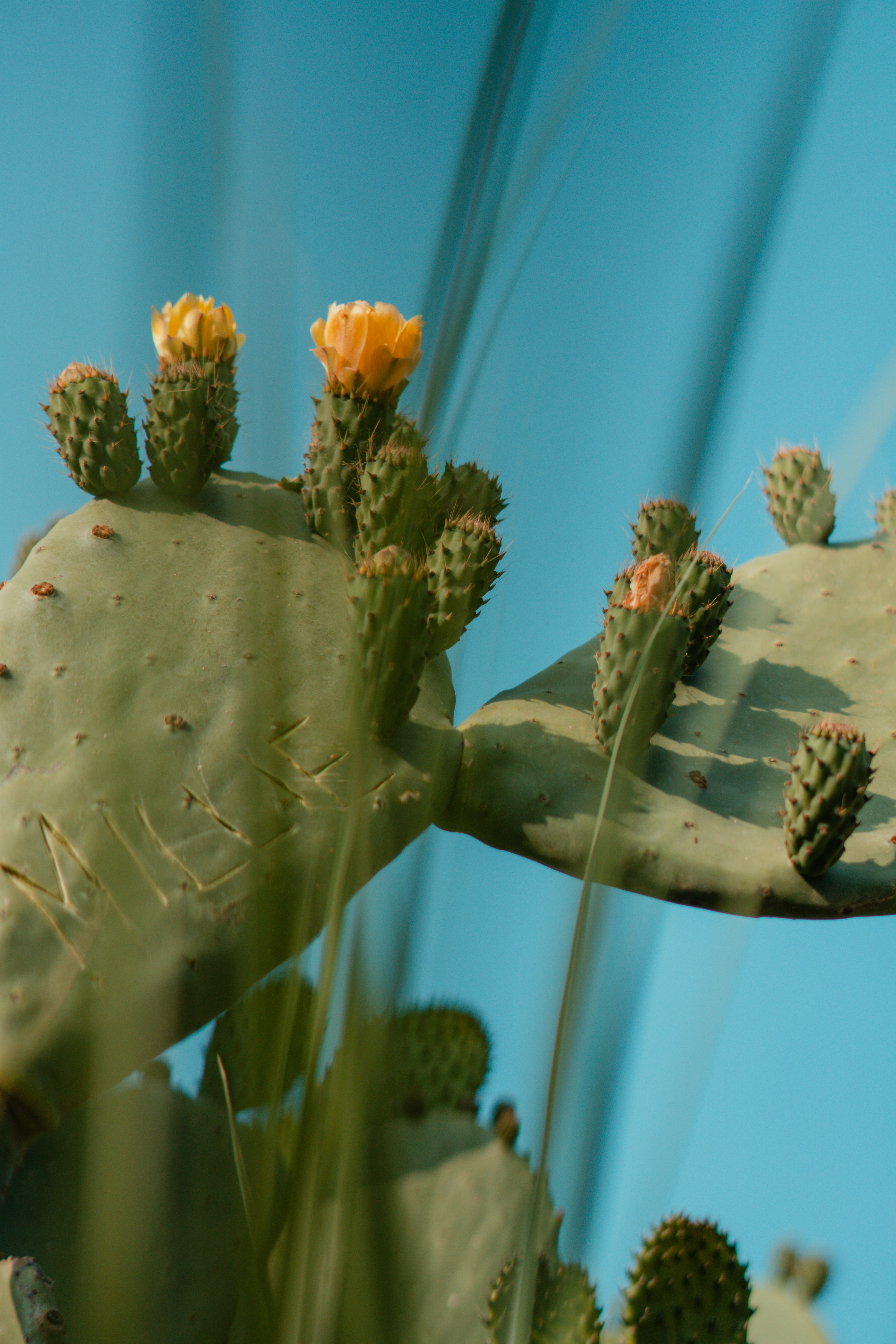 Cactus Bloom on a Turquoise Backdrop