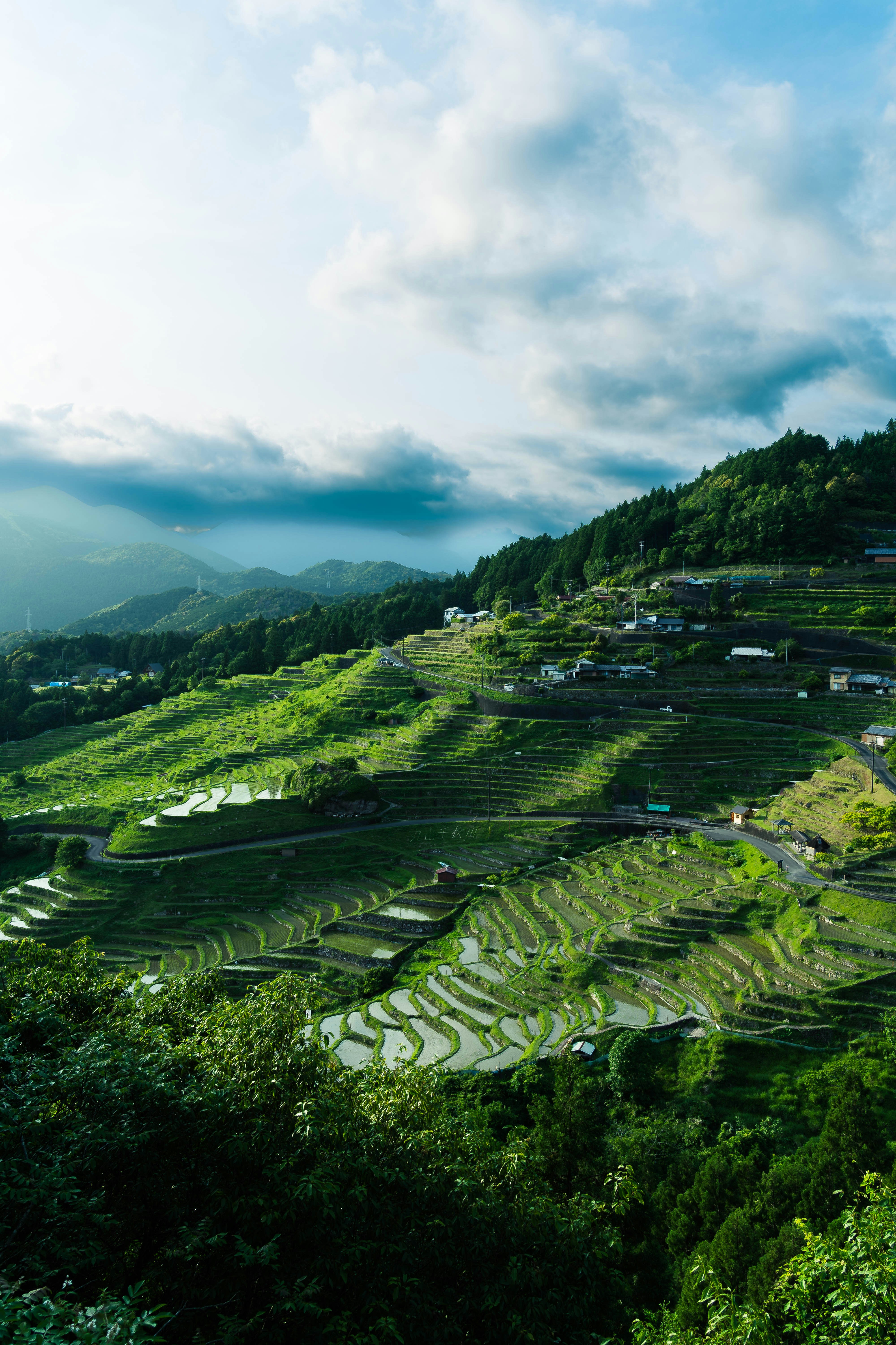 A lush green hillside covered in lots of trees photo – Free Japan Image ...
