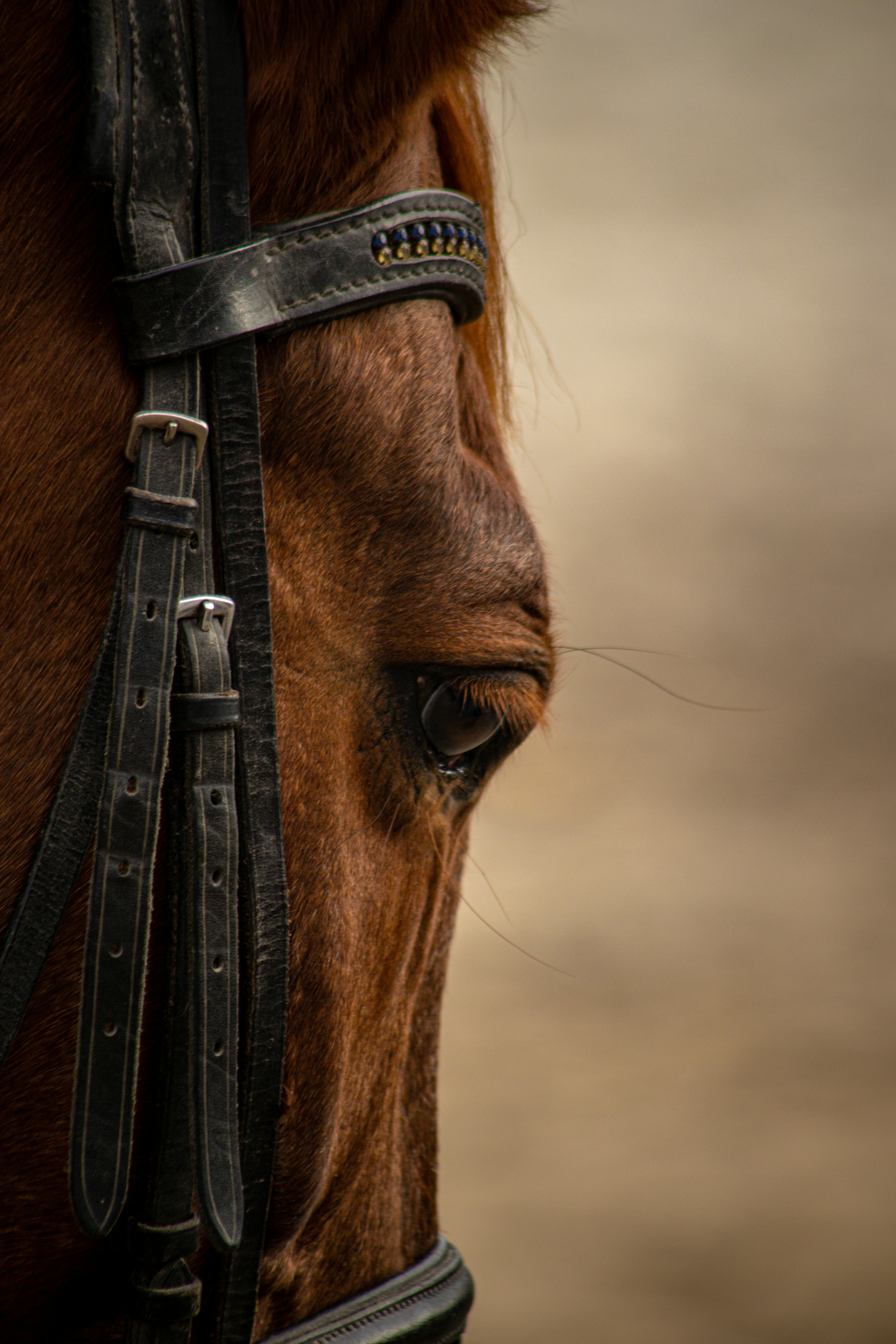 A close up of a horse's face and bridle photo – Free Odesa Image on ...