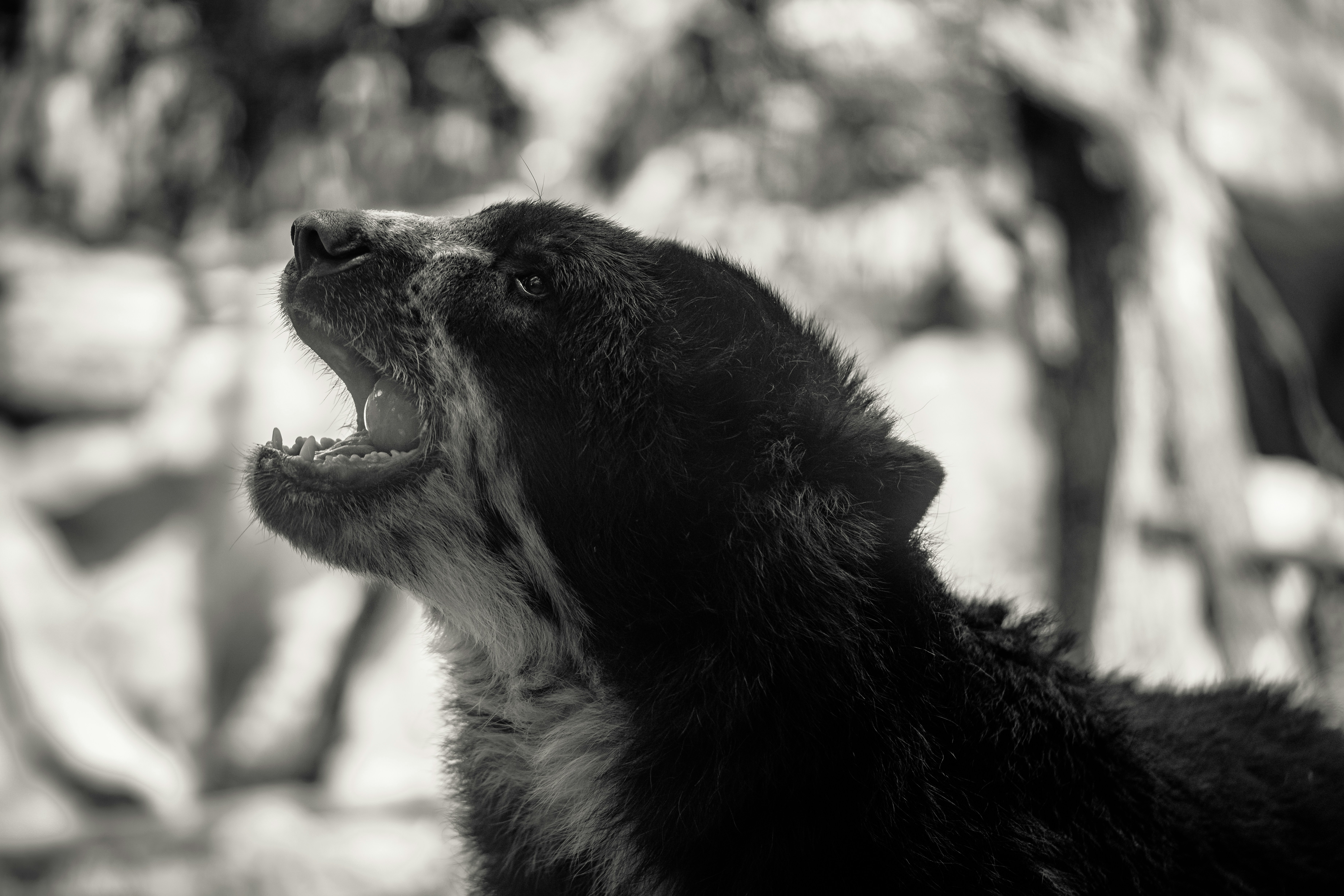 Howl at the Moon: A Black Wolf in Dappled Silence