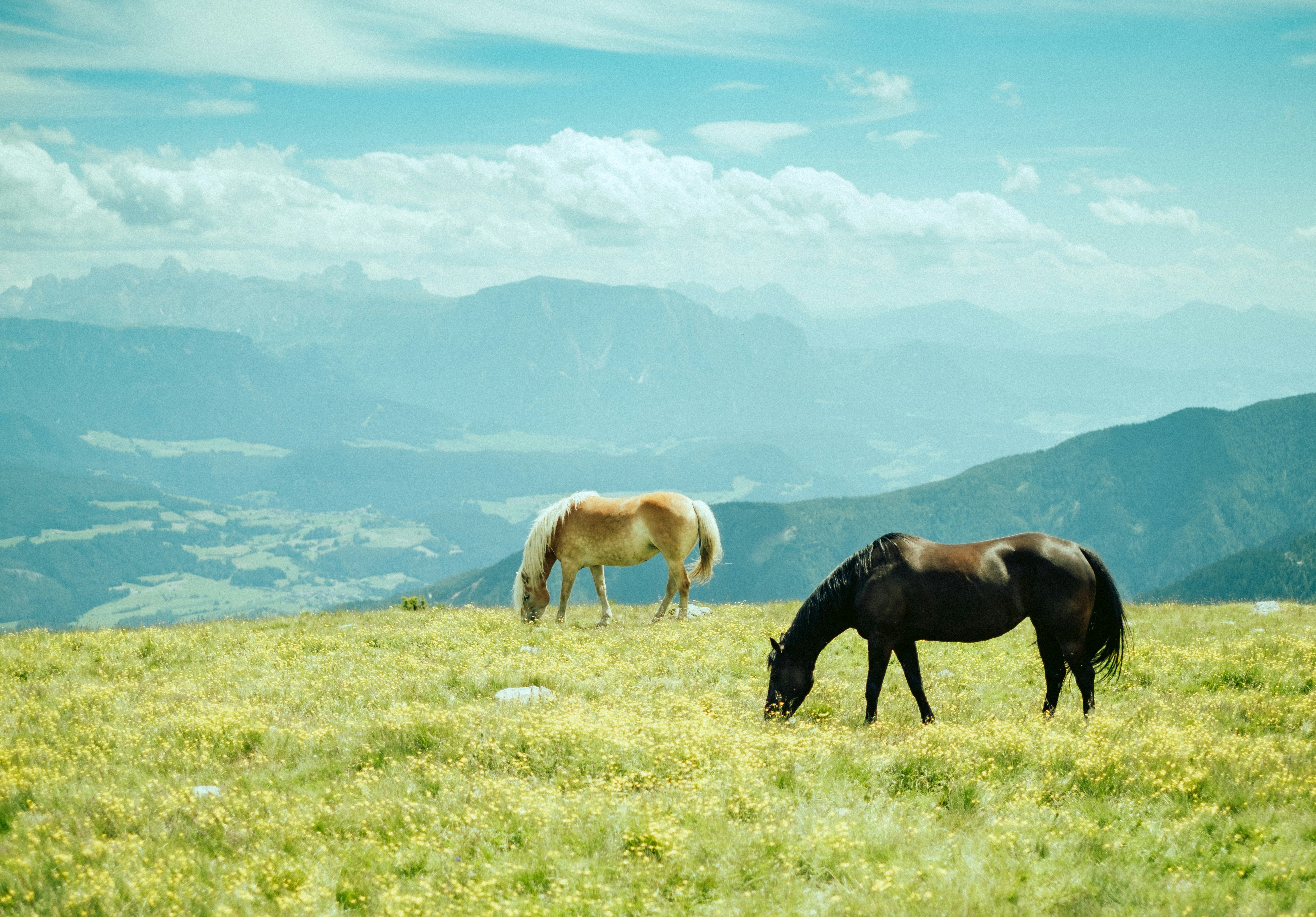 Two horses graze on lush mountain grassland with the Italian Dolomites in the background.