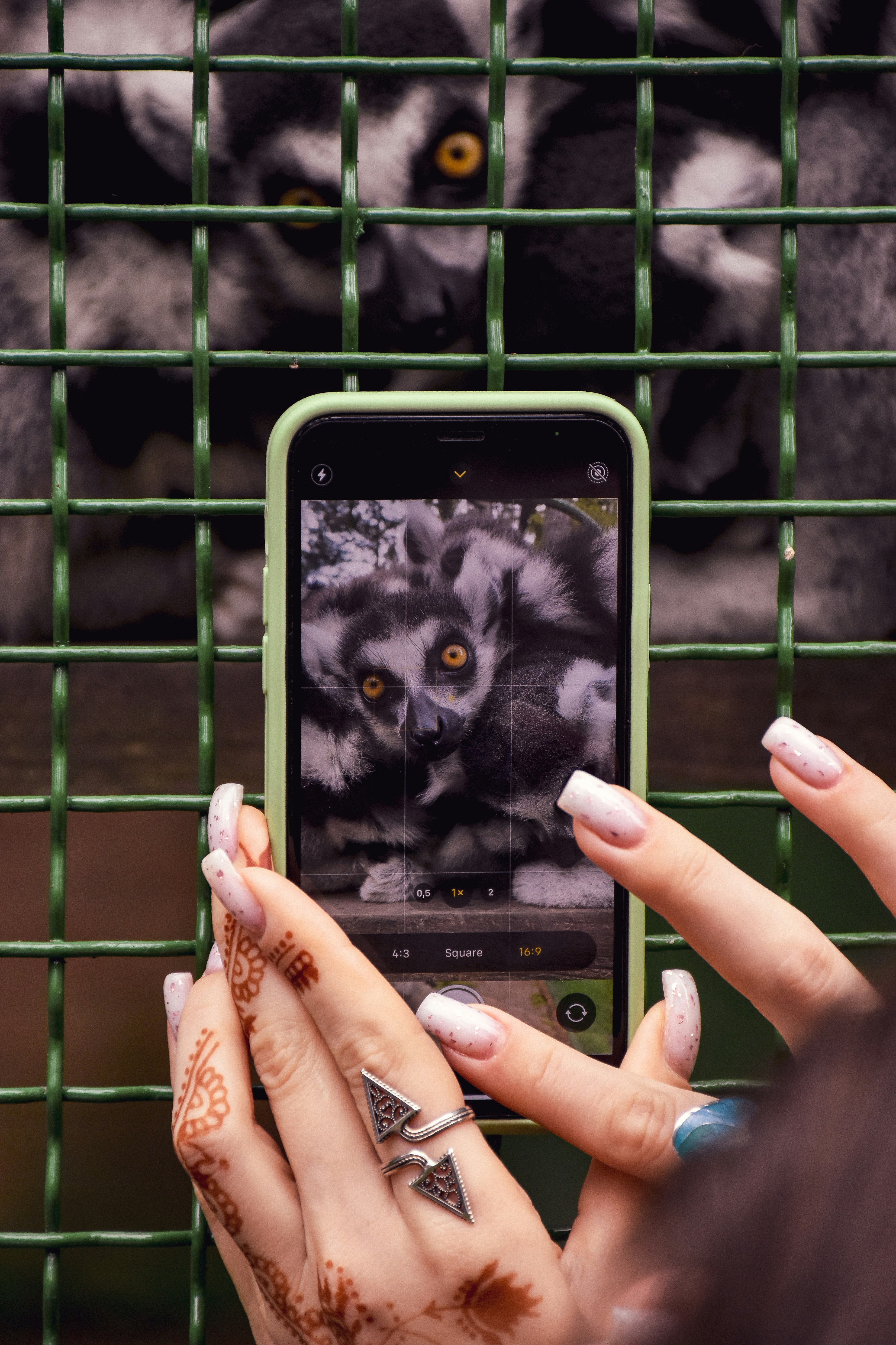 Cat Portrait Through a Green Grid: A Selfie of Curious Orange-Eyed Feline