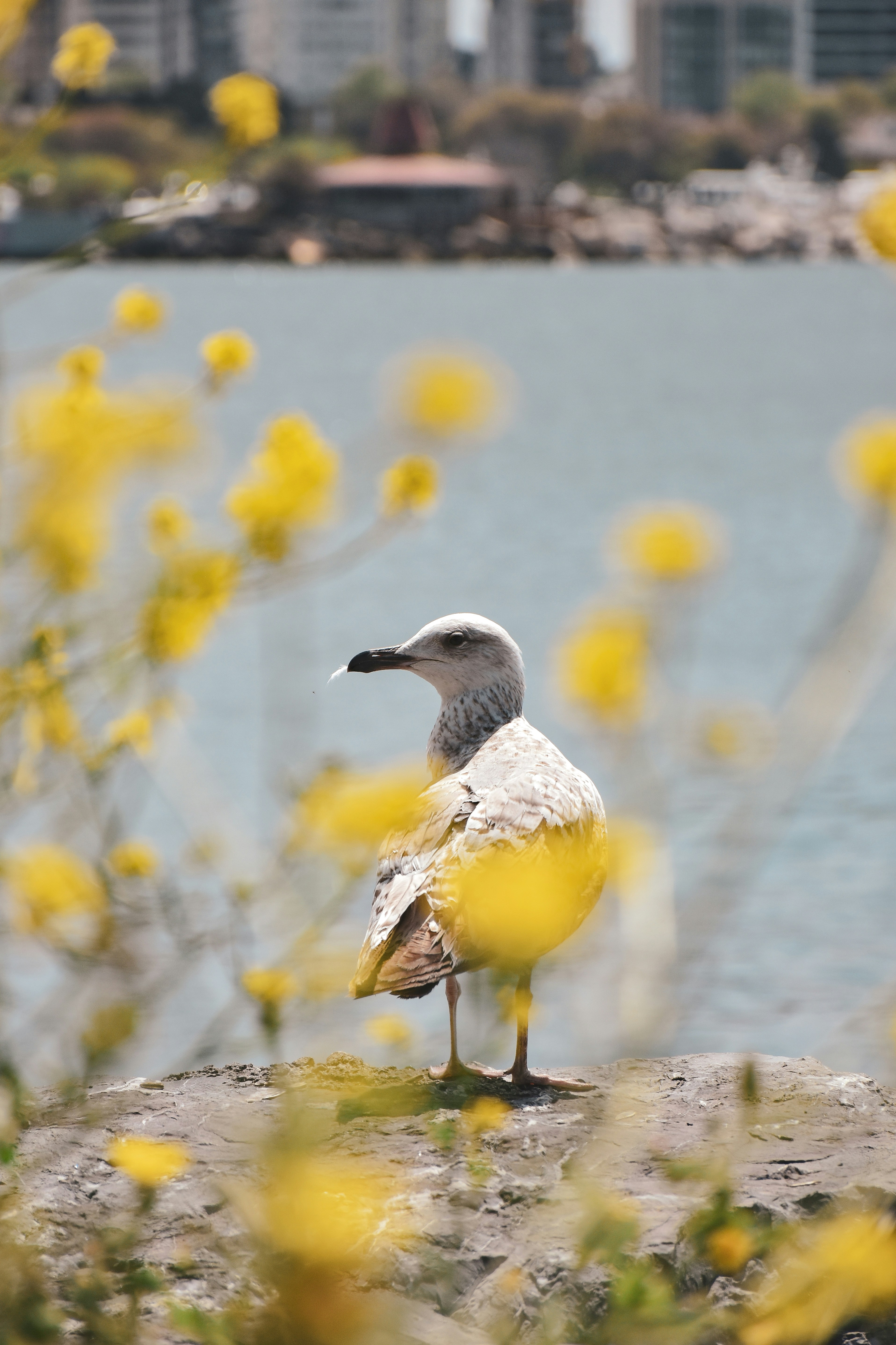 a seagull standing on a rock near a body of water