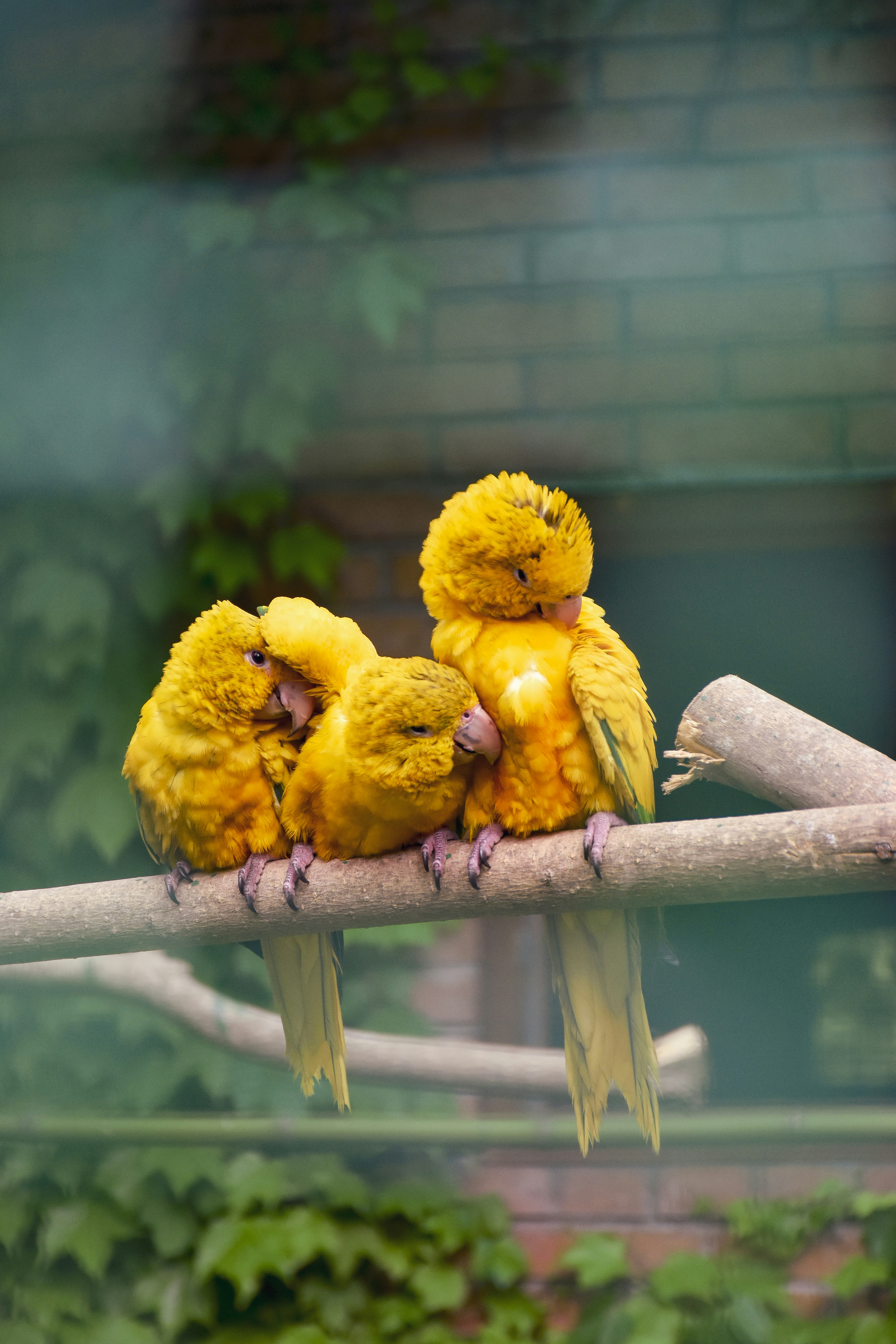 Sun-Kissed Trio of Lorikeets on a Weathered Branch
