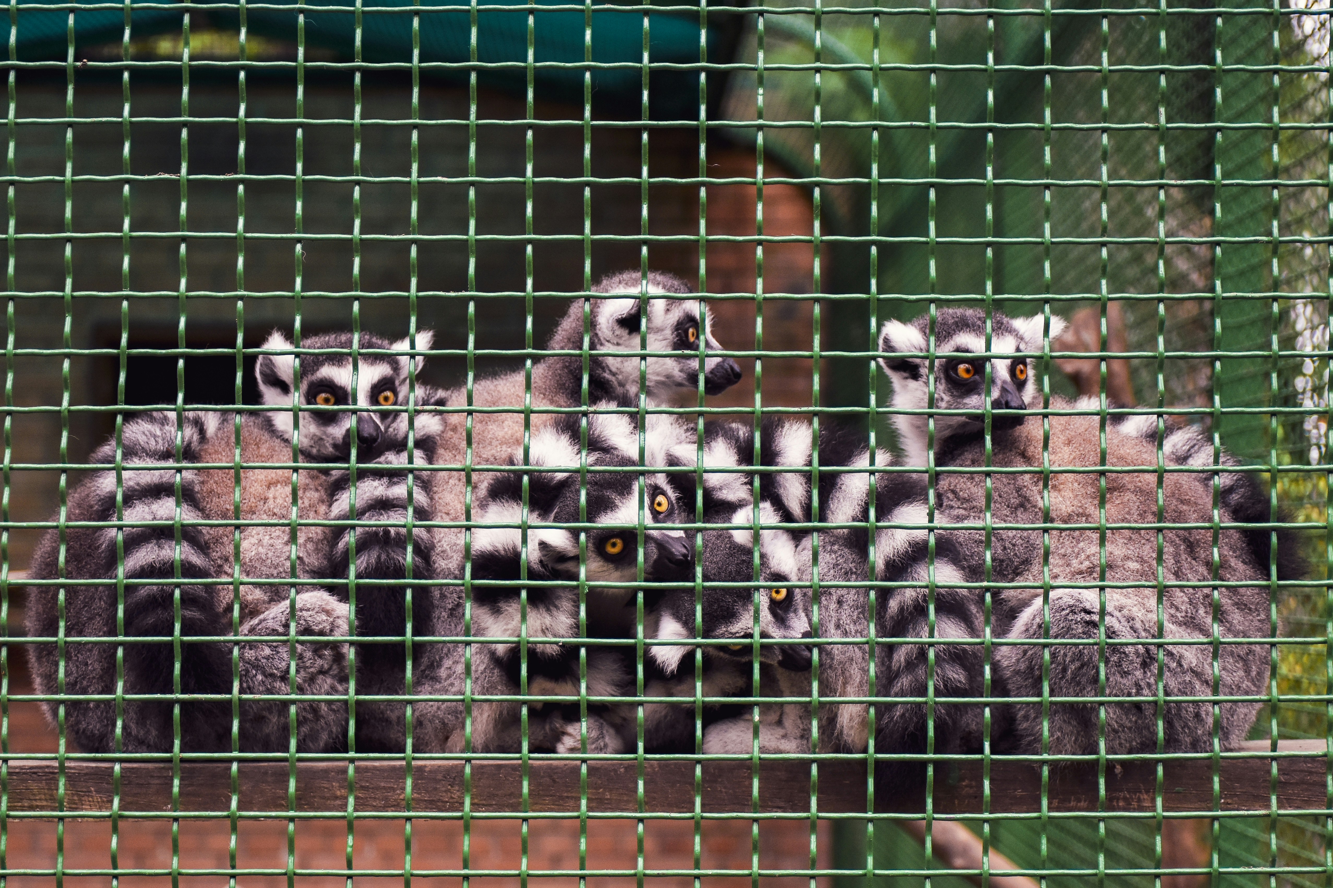 Gridbound Gaze: Lemurs Behind the Green Mesh