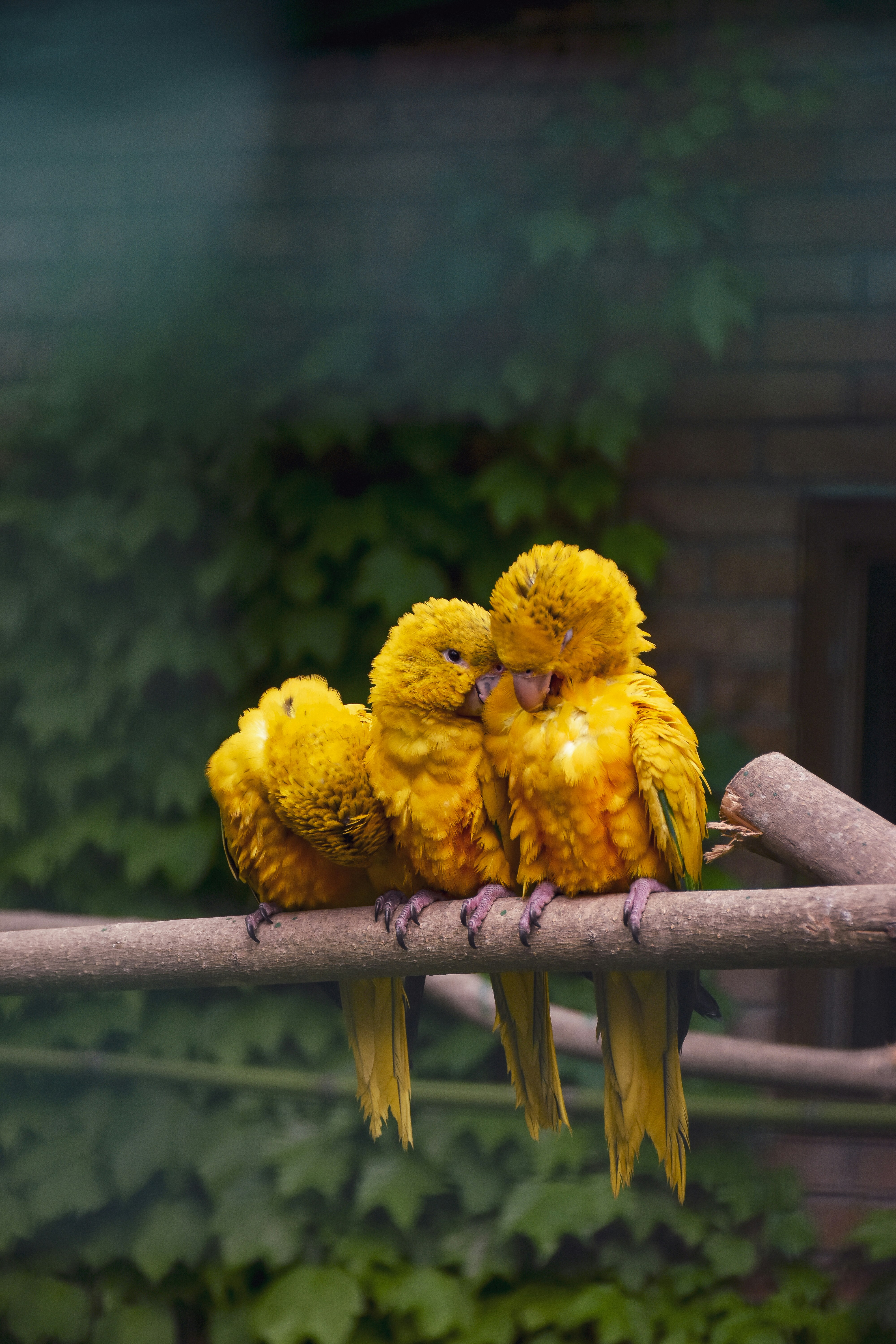 Un groupe d’oiseaux jaunes assis au sommet d’une branche d’arbre photo ...
