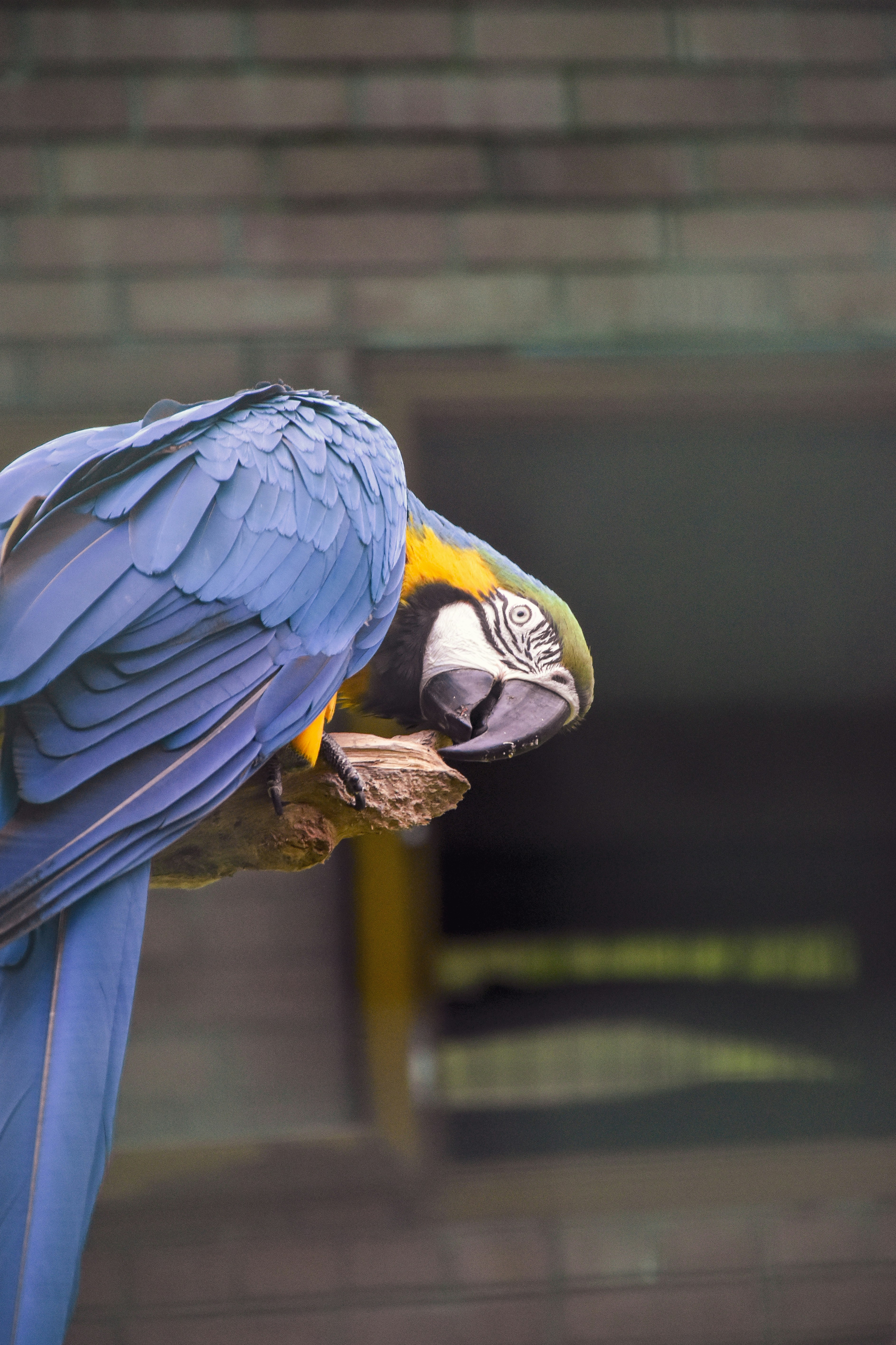 Blue-and-Gold Macaw Resting on a Weathered Branch Against a Brick Backdrop