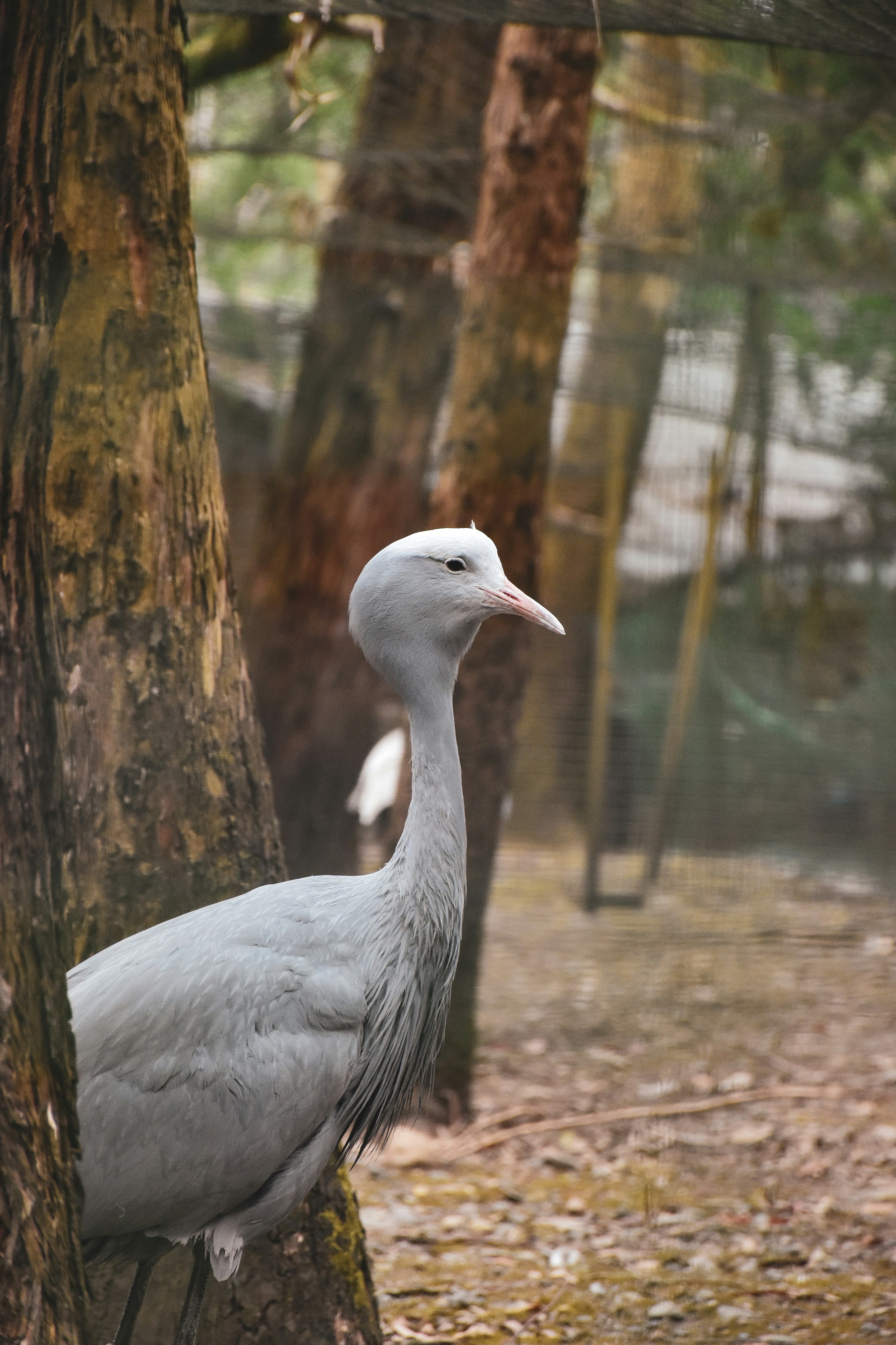 Snow-white Egret Framed by Weathered Pines in a Shaded Aviary