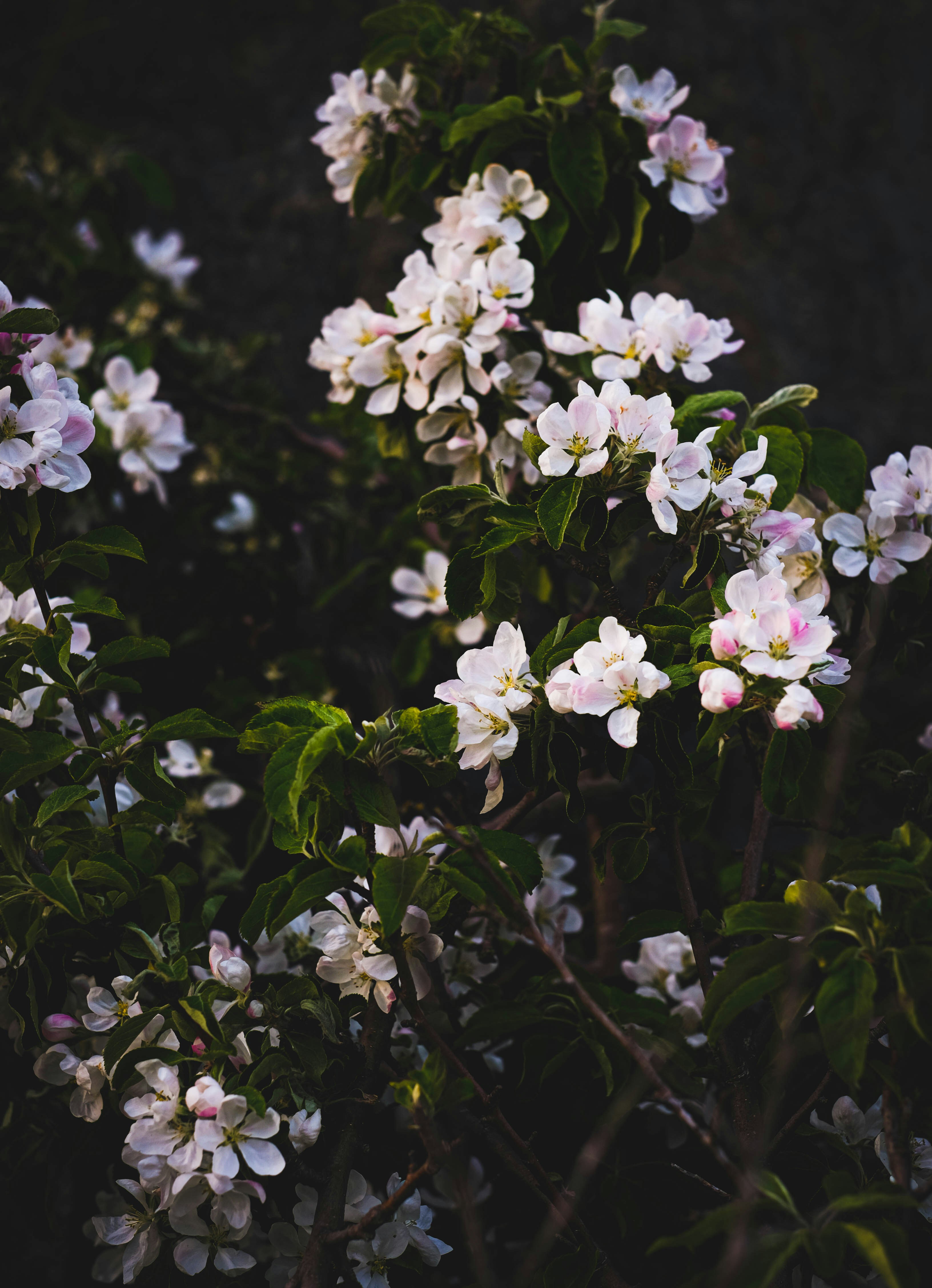 Jessica Pamp (@yessijes) | Comunidad de fotos de Unsplash