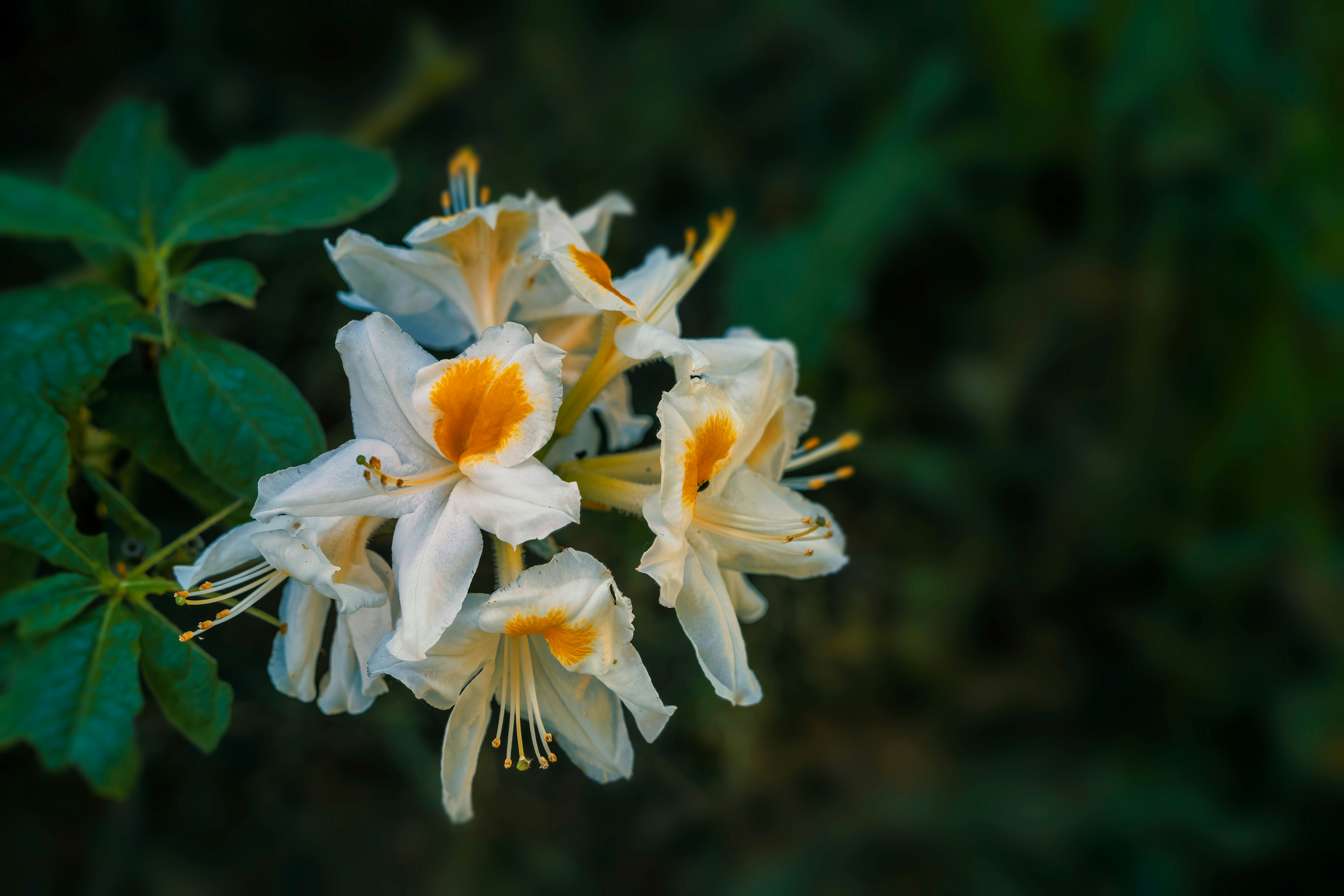 Photo by Martin Martz with Sony Alpha 6400