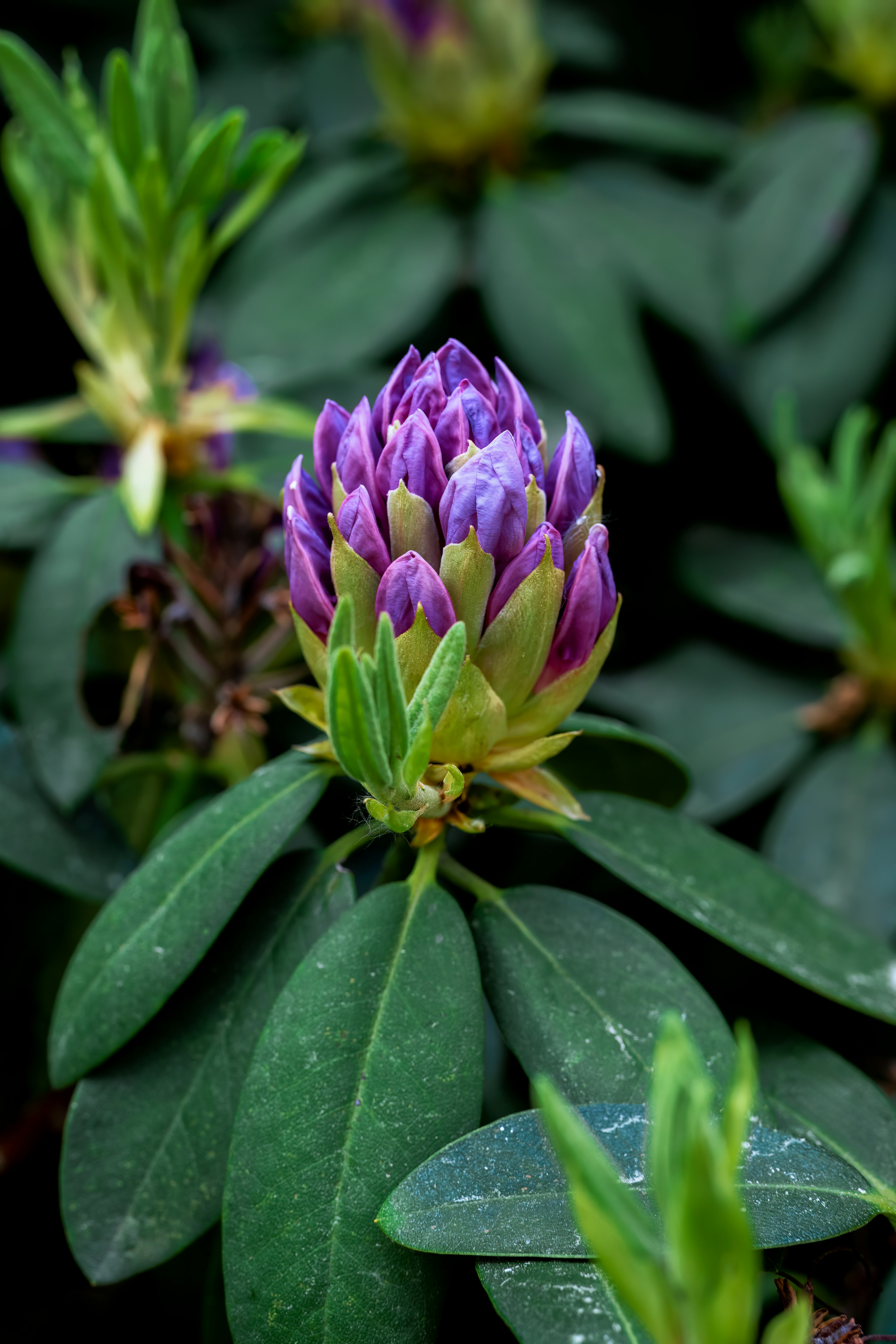 Photo by Martin Martz with Sony Alpha 6400