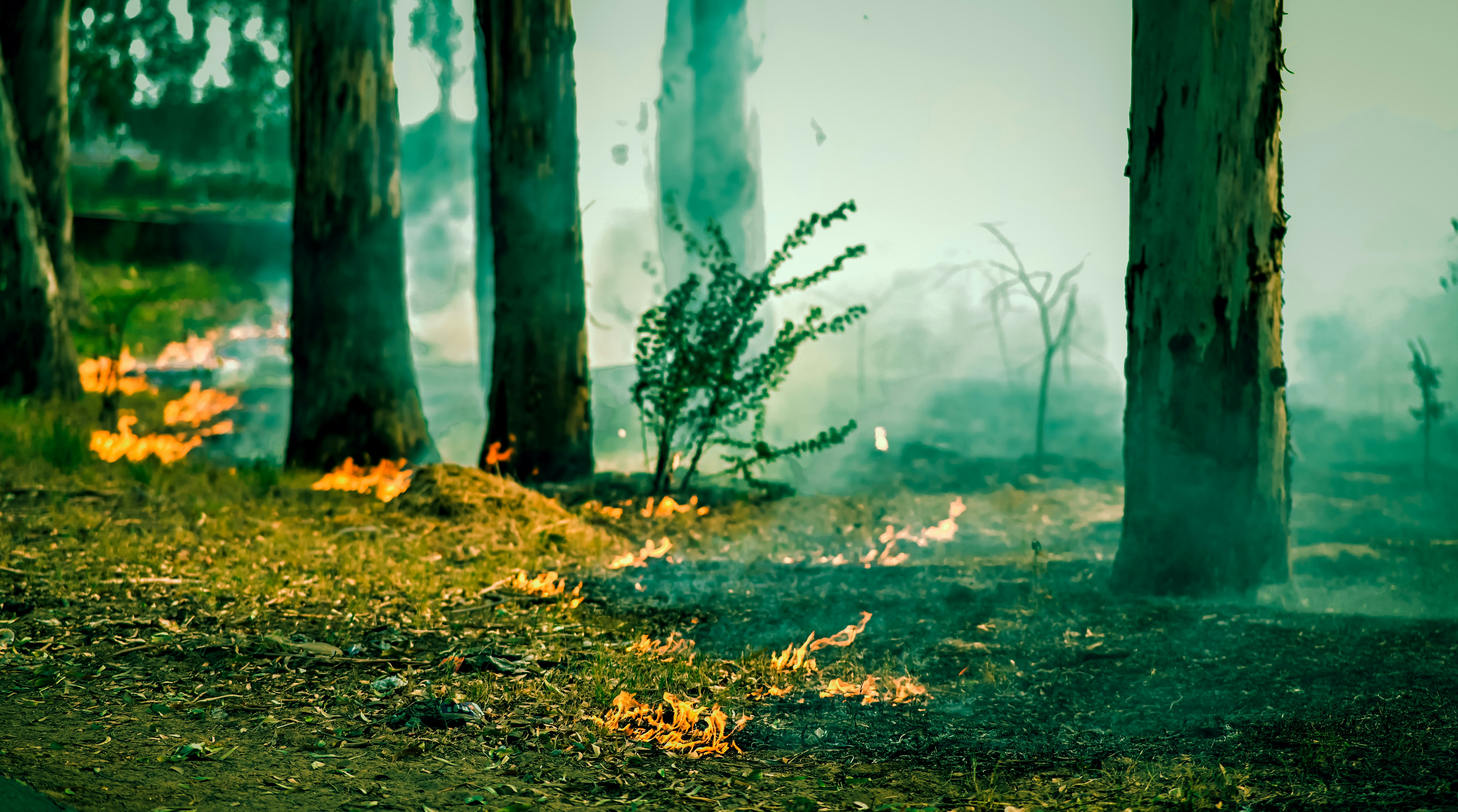 Amber Echoes on a Mist-Wrapped Forest Floor