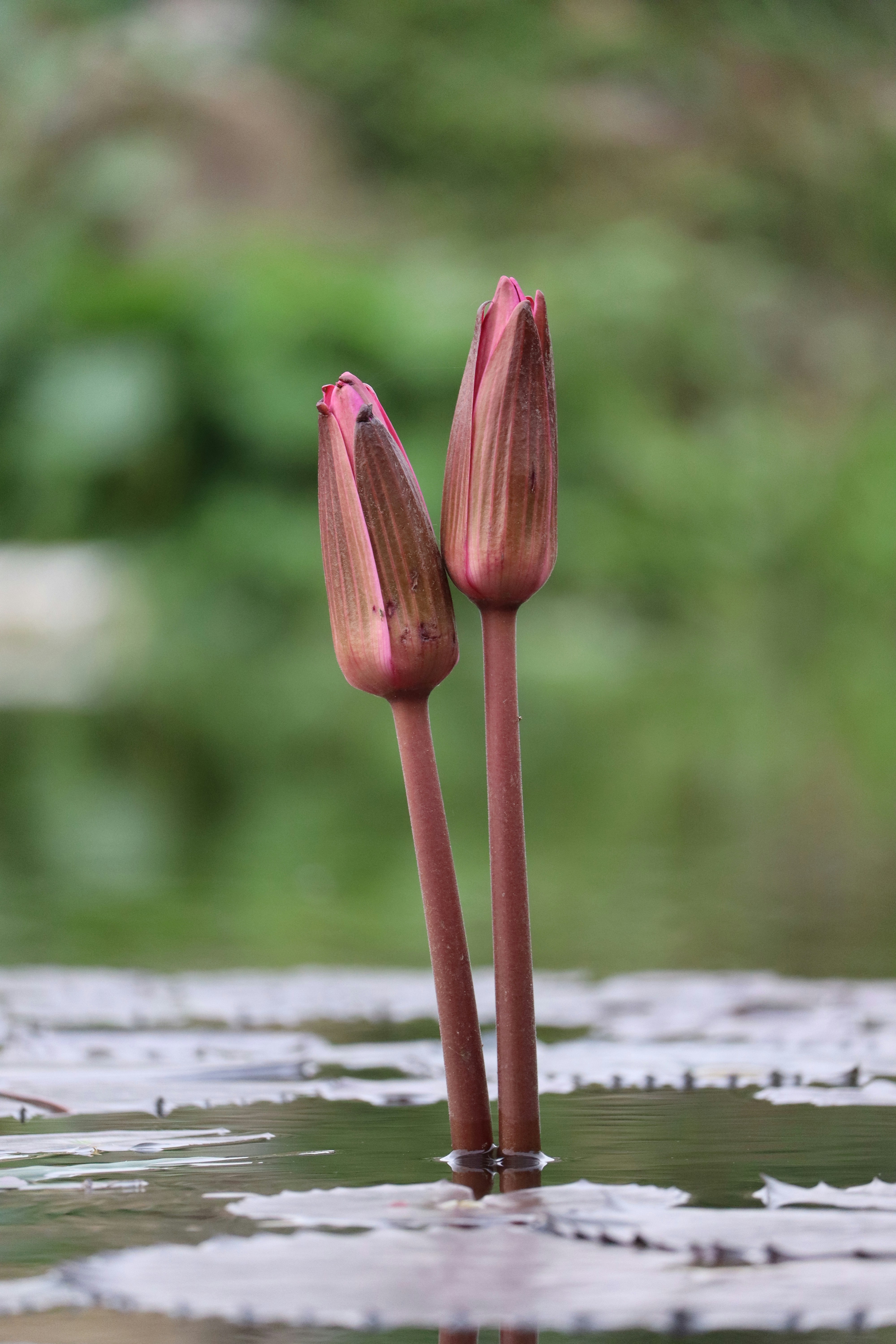 Twin Pink Lily Buds Emerge from a Quiet Pond